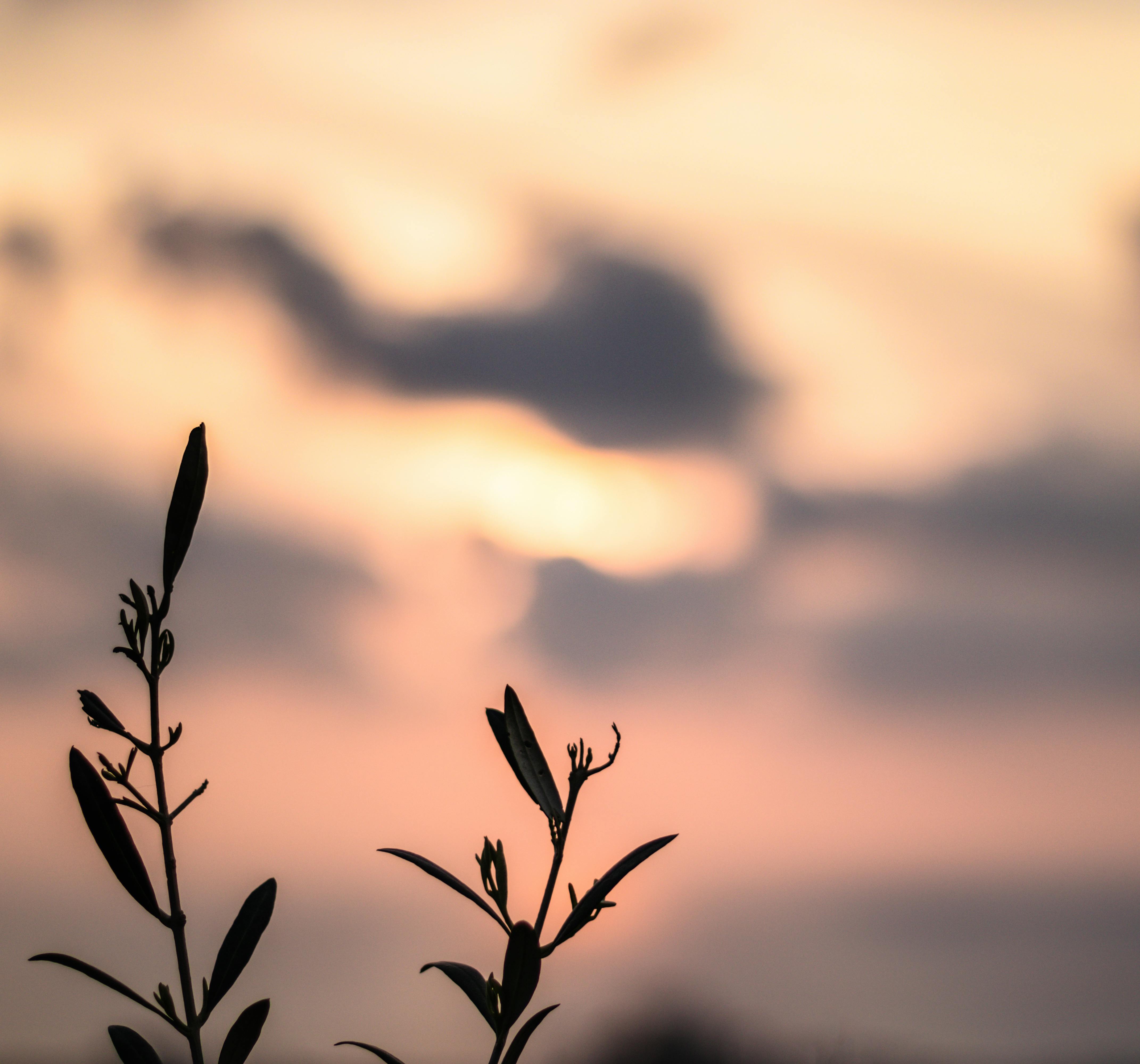 Andrey Koval - 写真