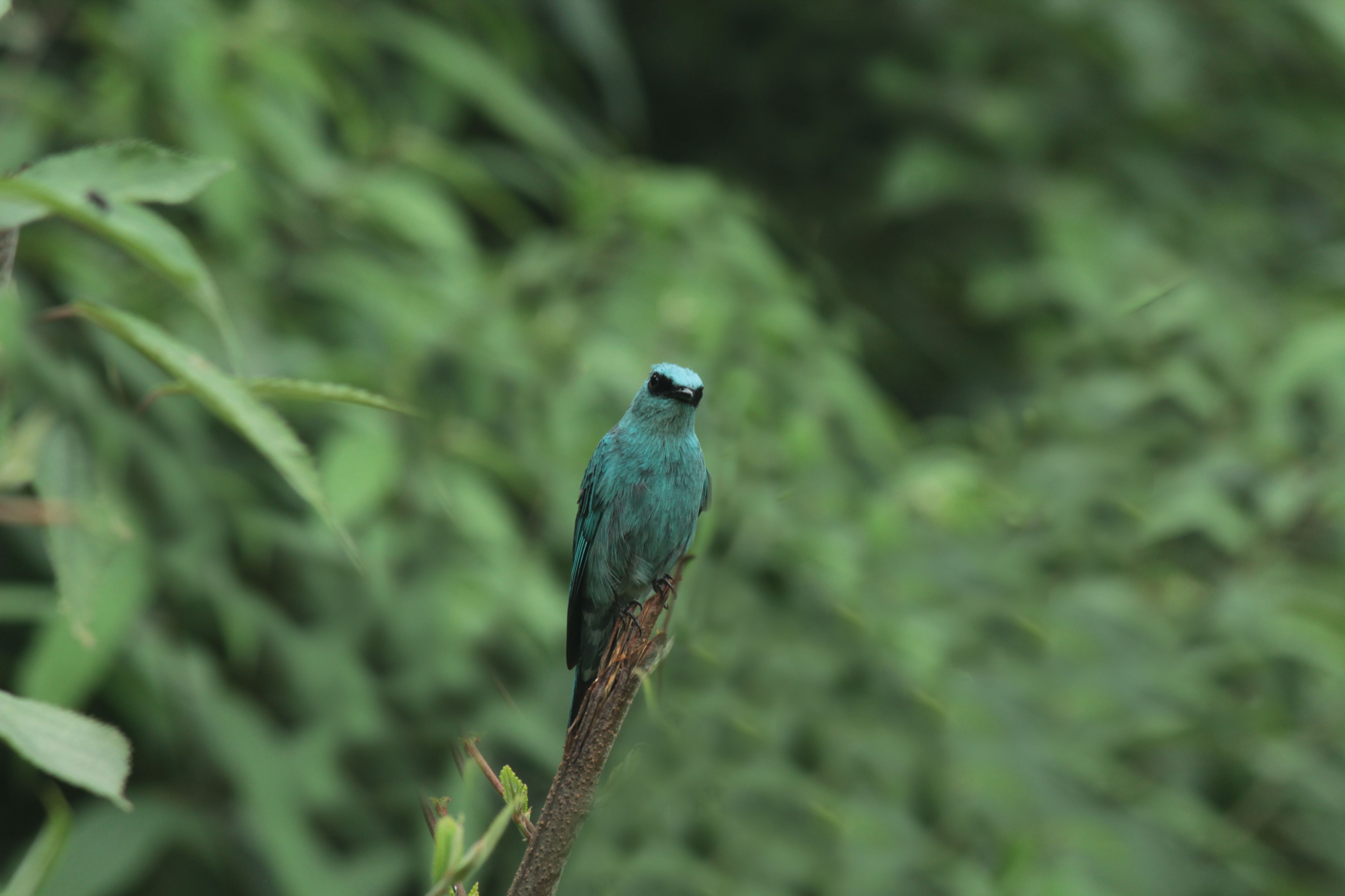 Himalayan Blue beautiful bird verditer flycatcher · Free Stock Photo