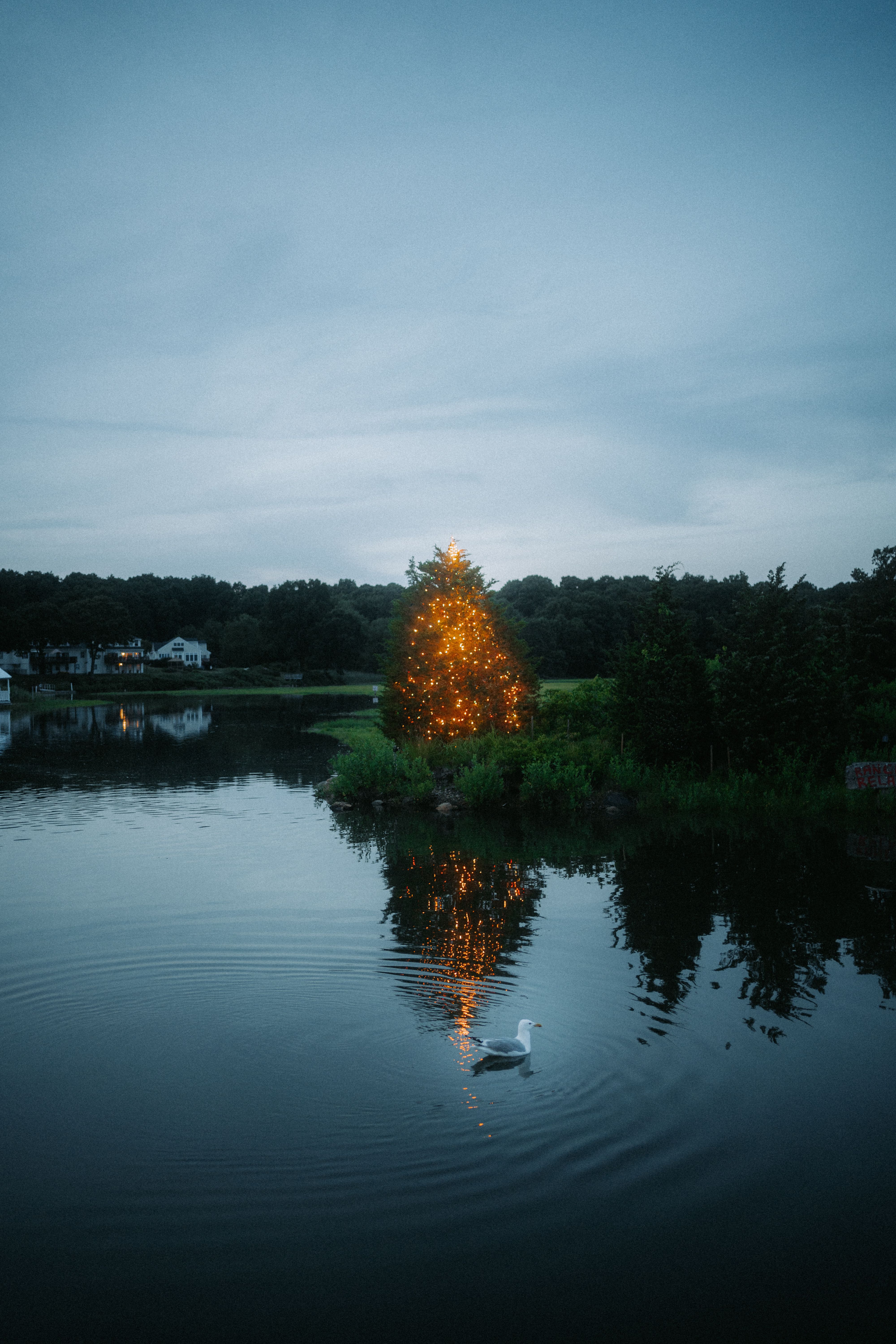 Christmas Tree near Lake · Free Stock Photo