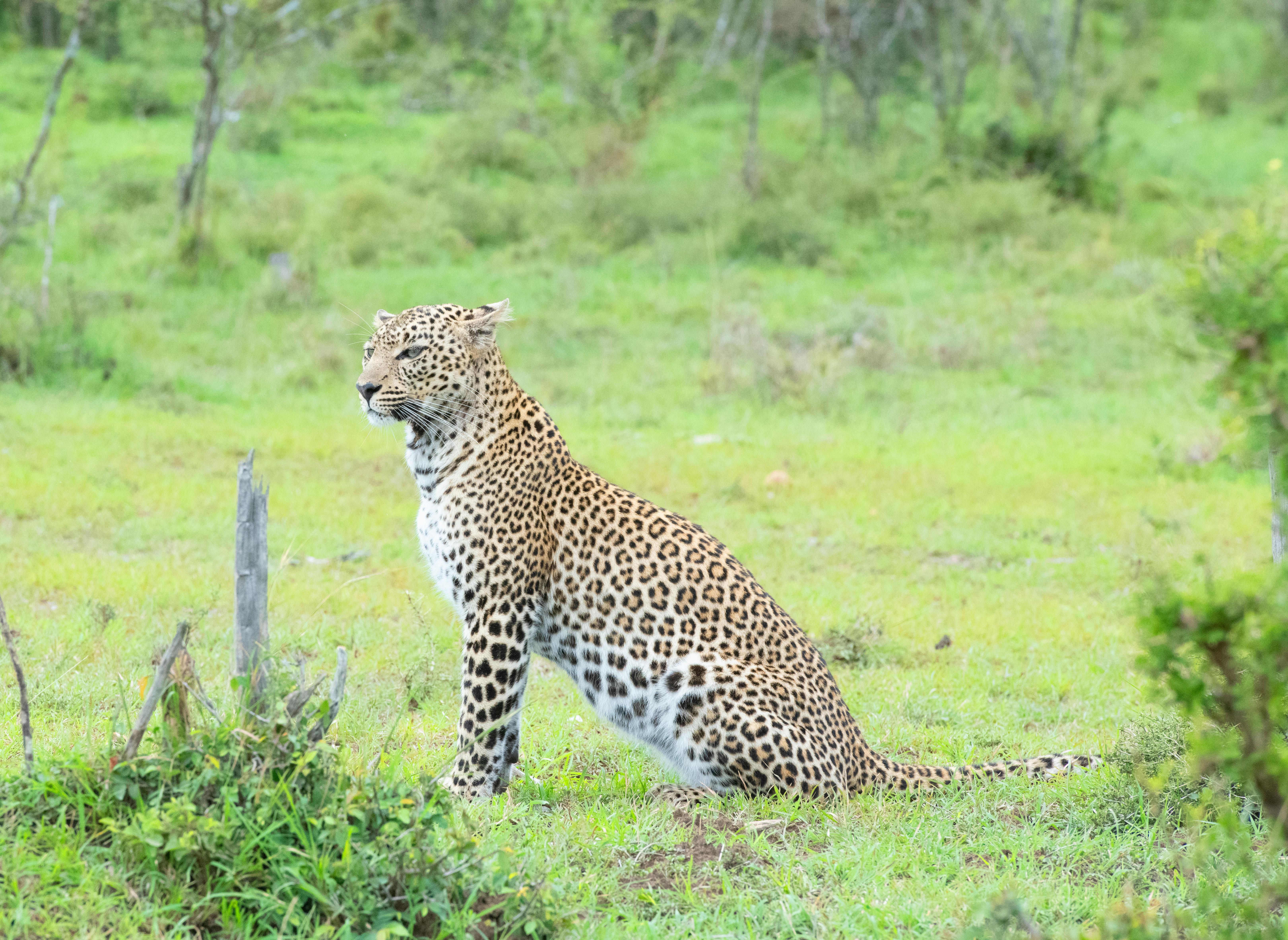 Leopard Leaning on Tree · Free Stock Photo