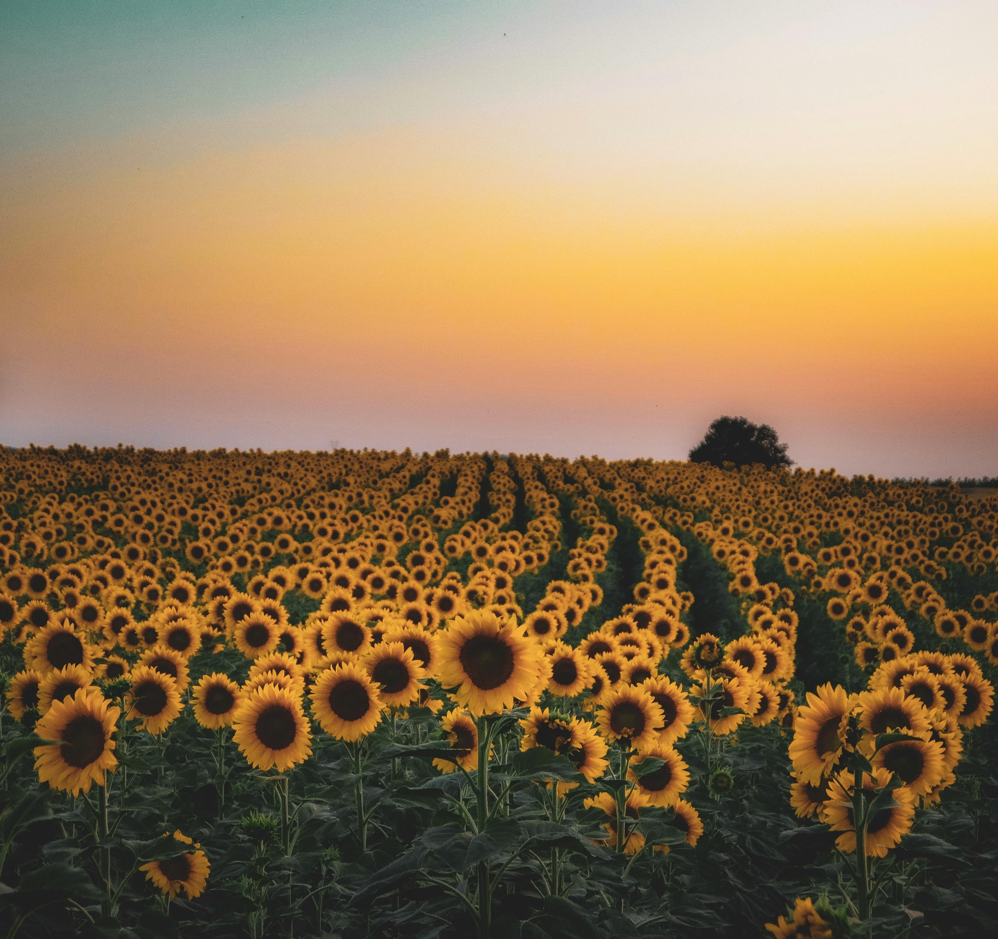 Landscape Photography of Sunflower Field during Sunset · Free Stock Photo