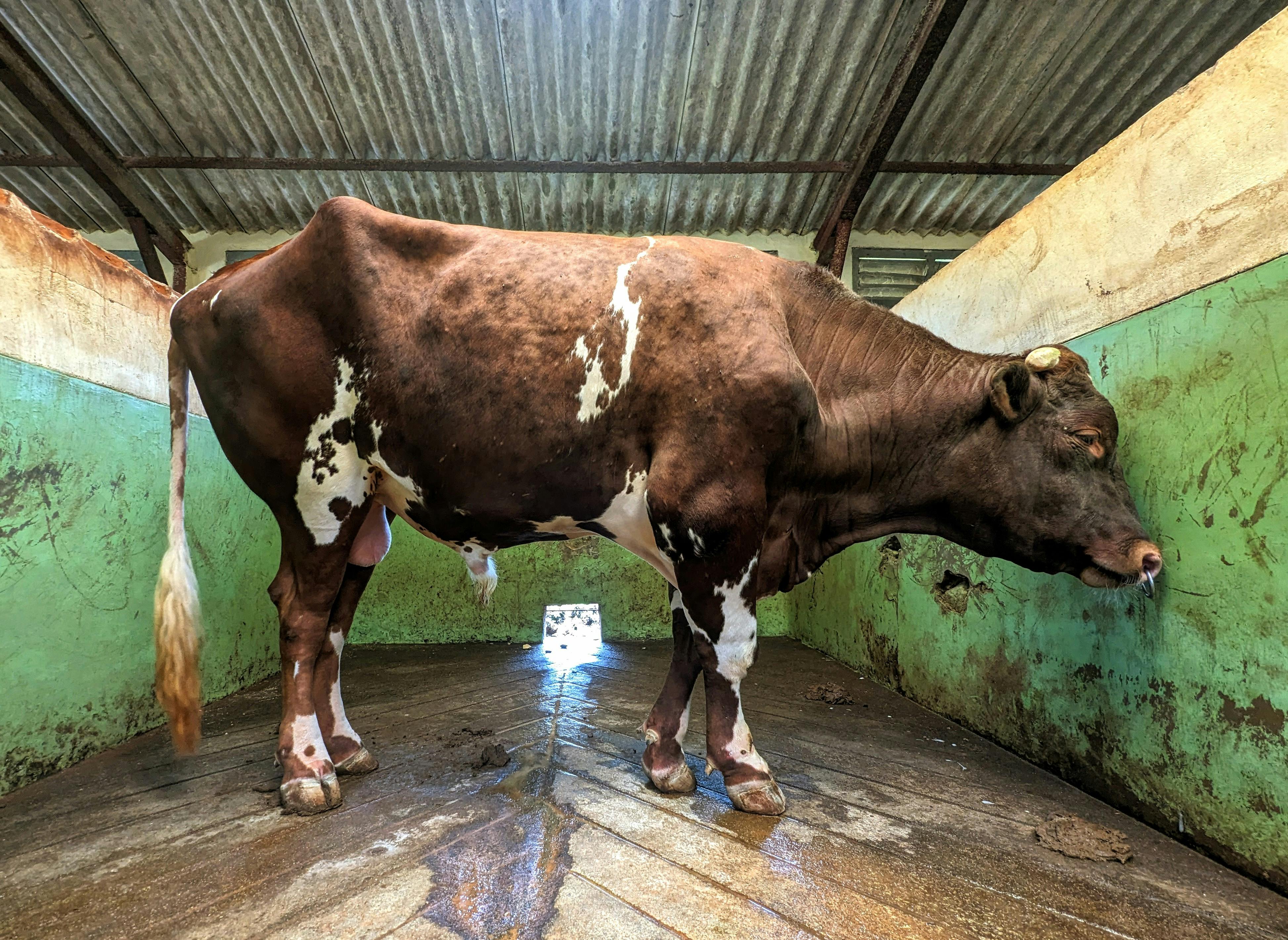A Brown Cow Standing in a Barn · Free Stock Photo