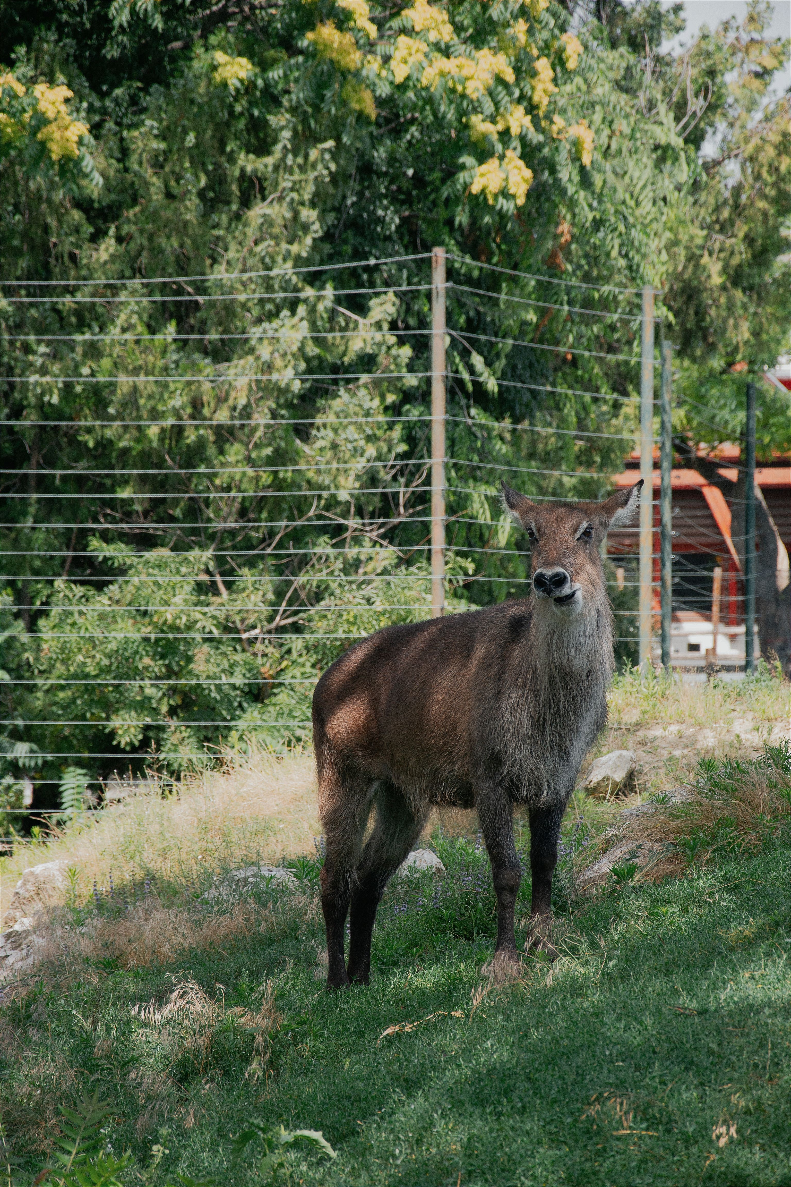 Antelope at Farm · Free Stock Photo