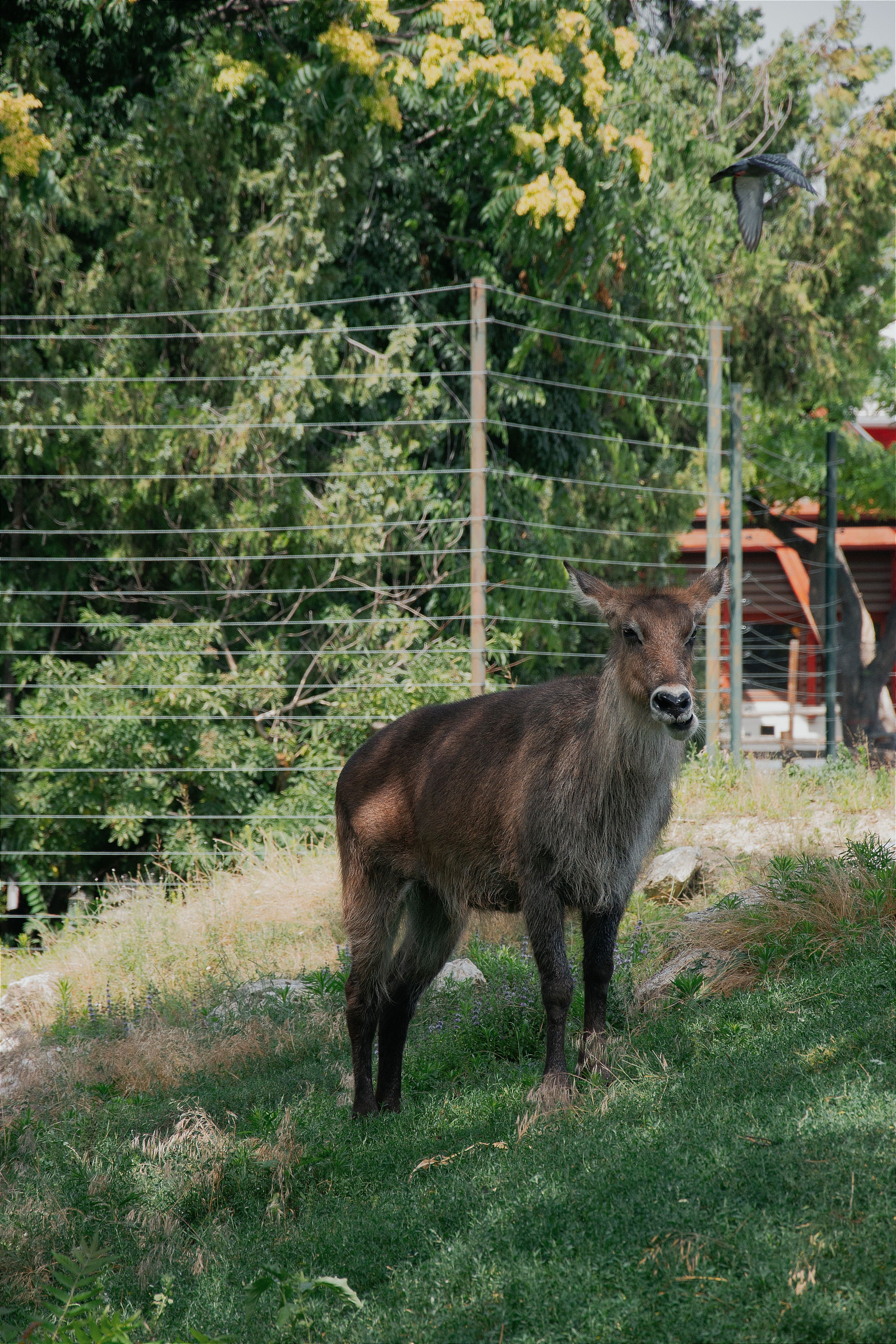 Antelope at Farm · Free Stock Photo
