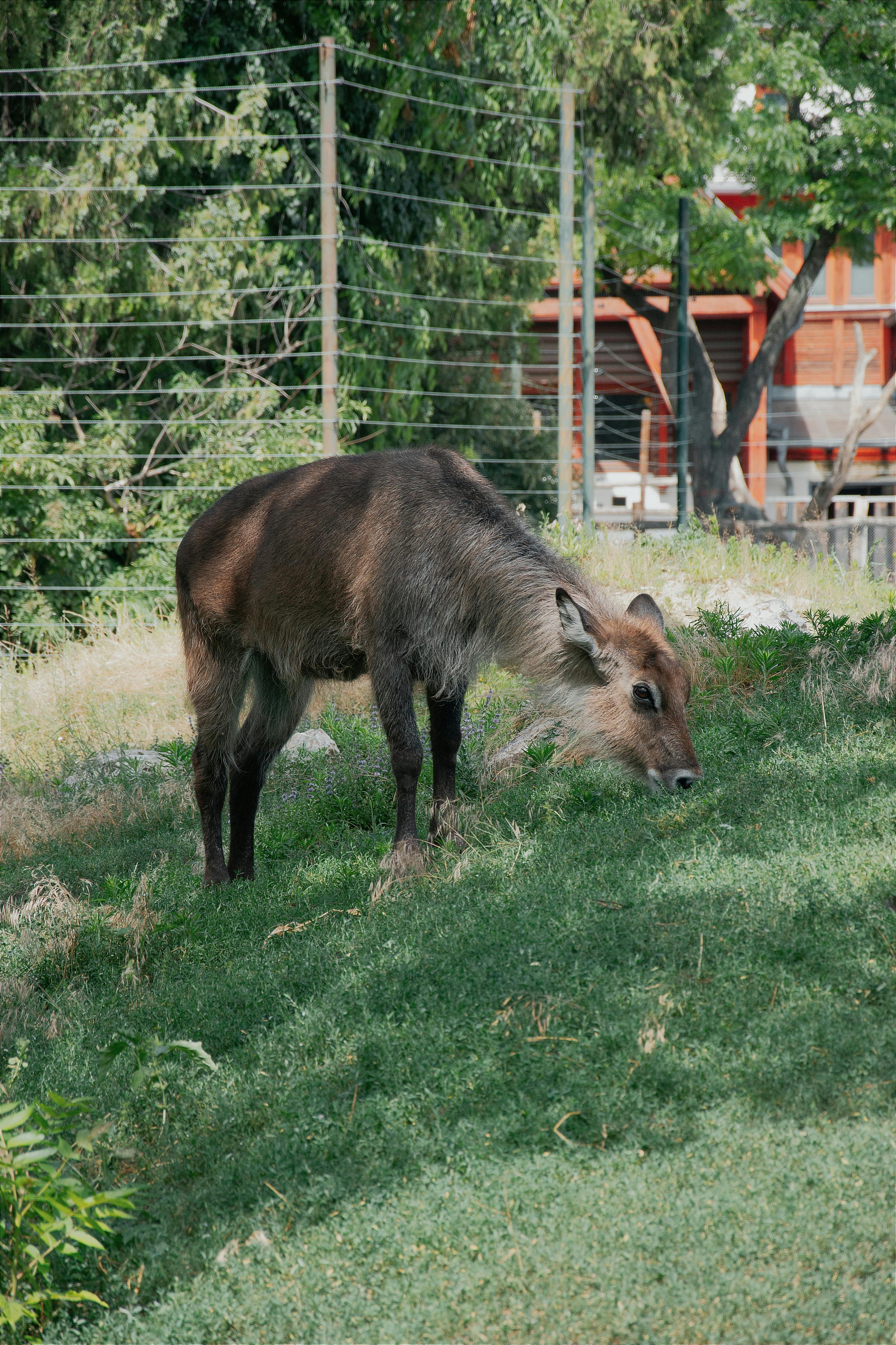 Antelope at Farm · Free Stock Photo