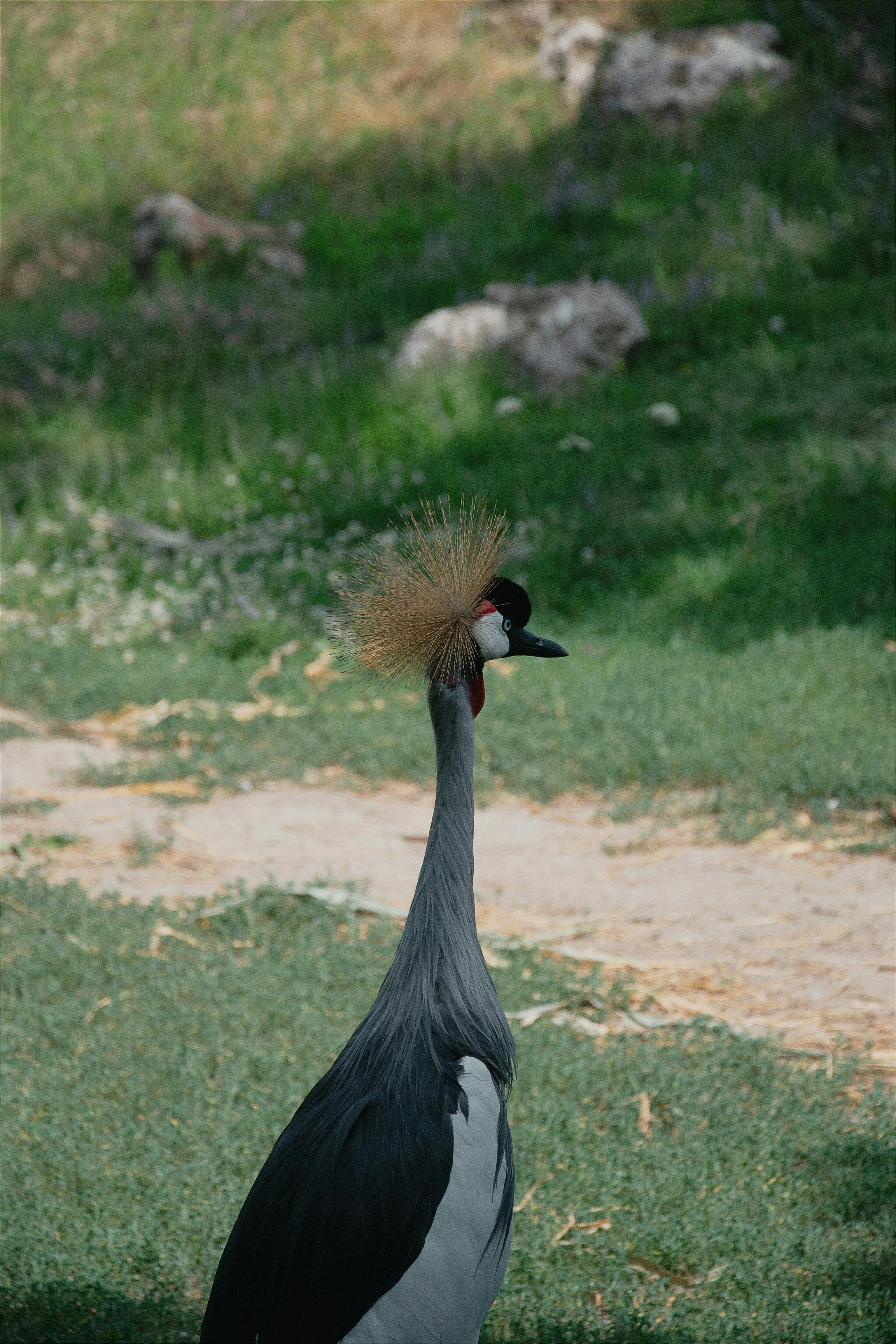 Graceful Balearica regulorum with crown on head looking away in ...