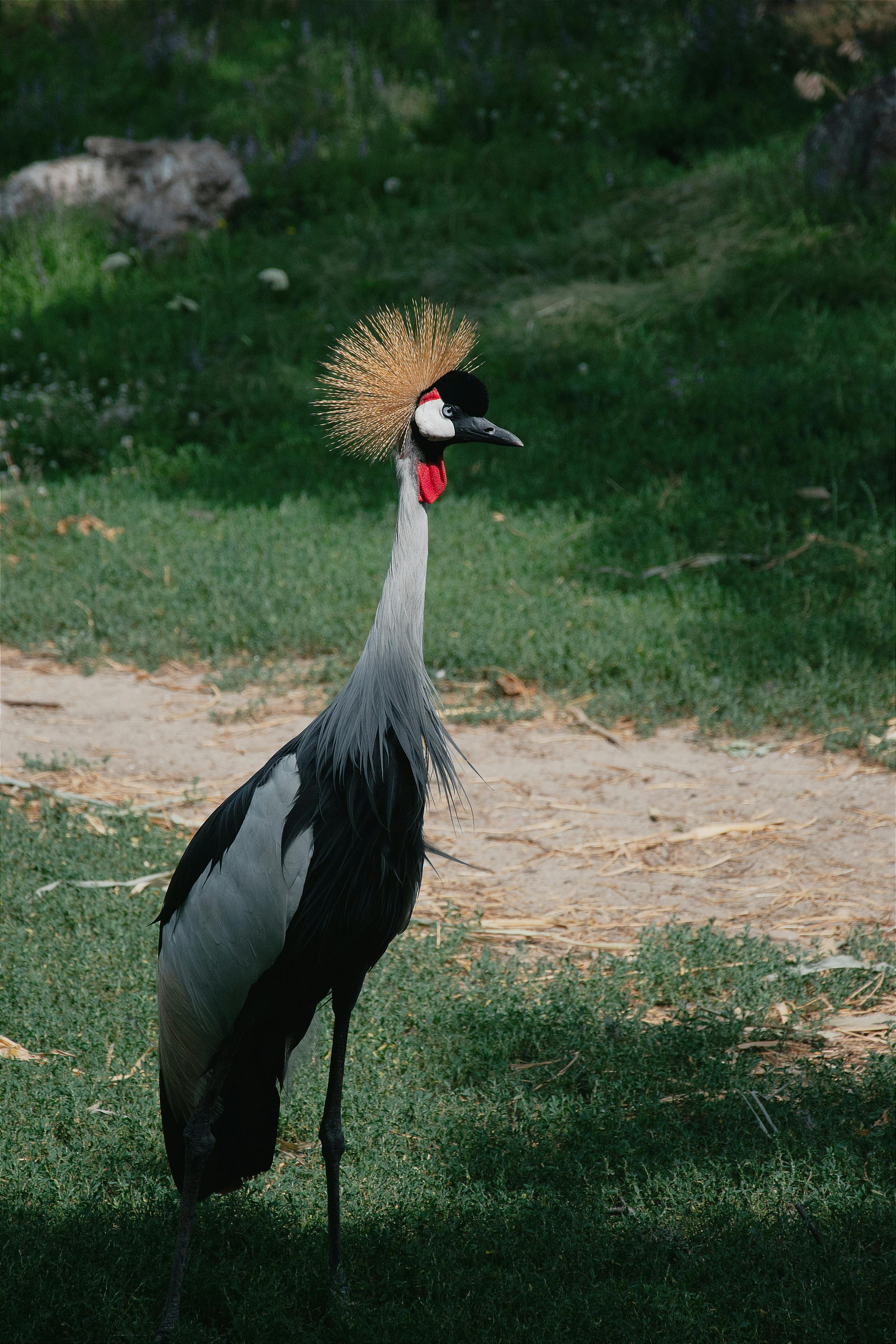 Graceful Balearica regulorum with crown on head looking away in ...