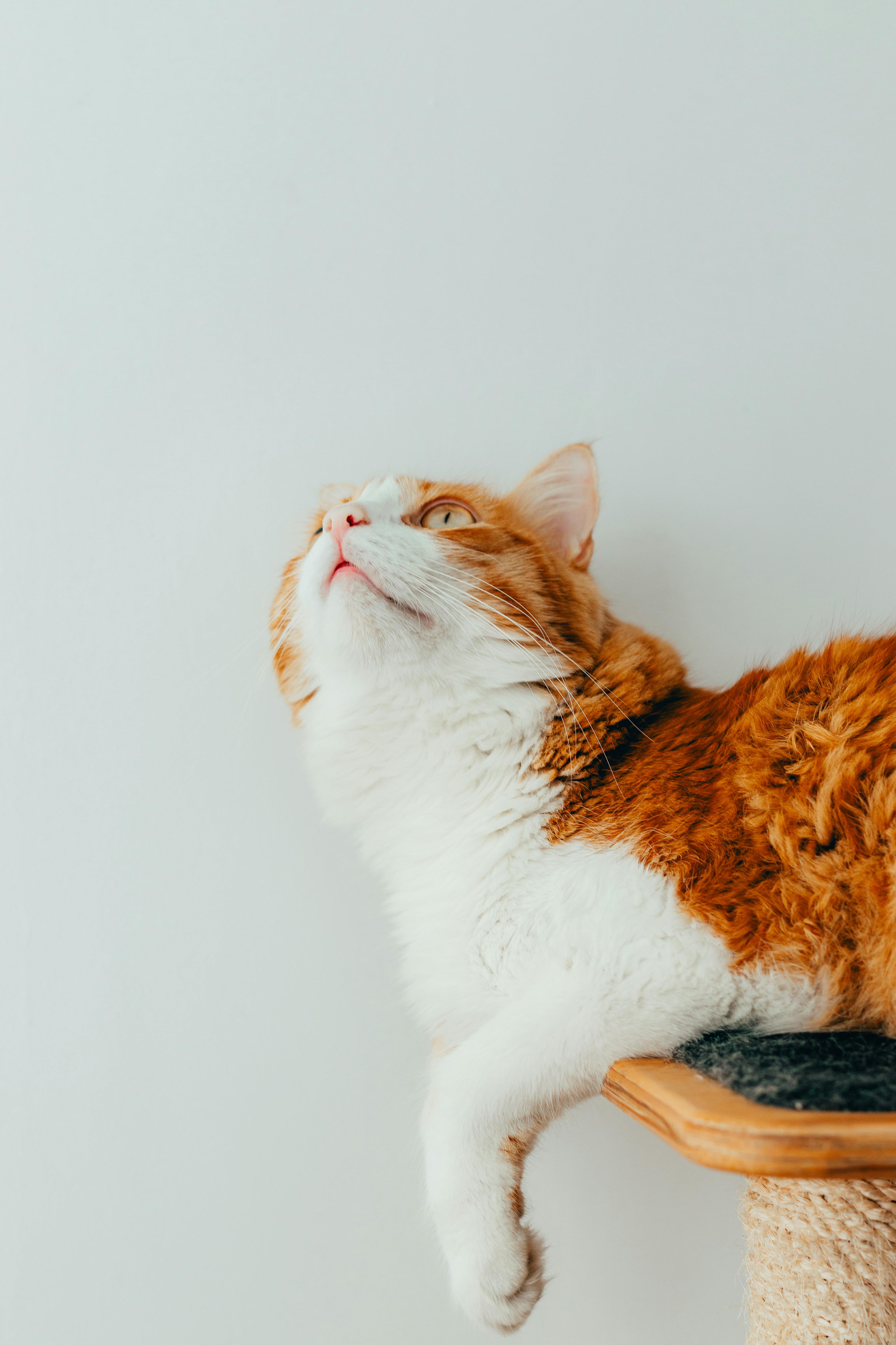 Orange Tabby Cat Inside Cardboard Box · Free Stock Photo