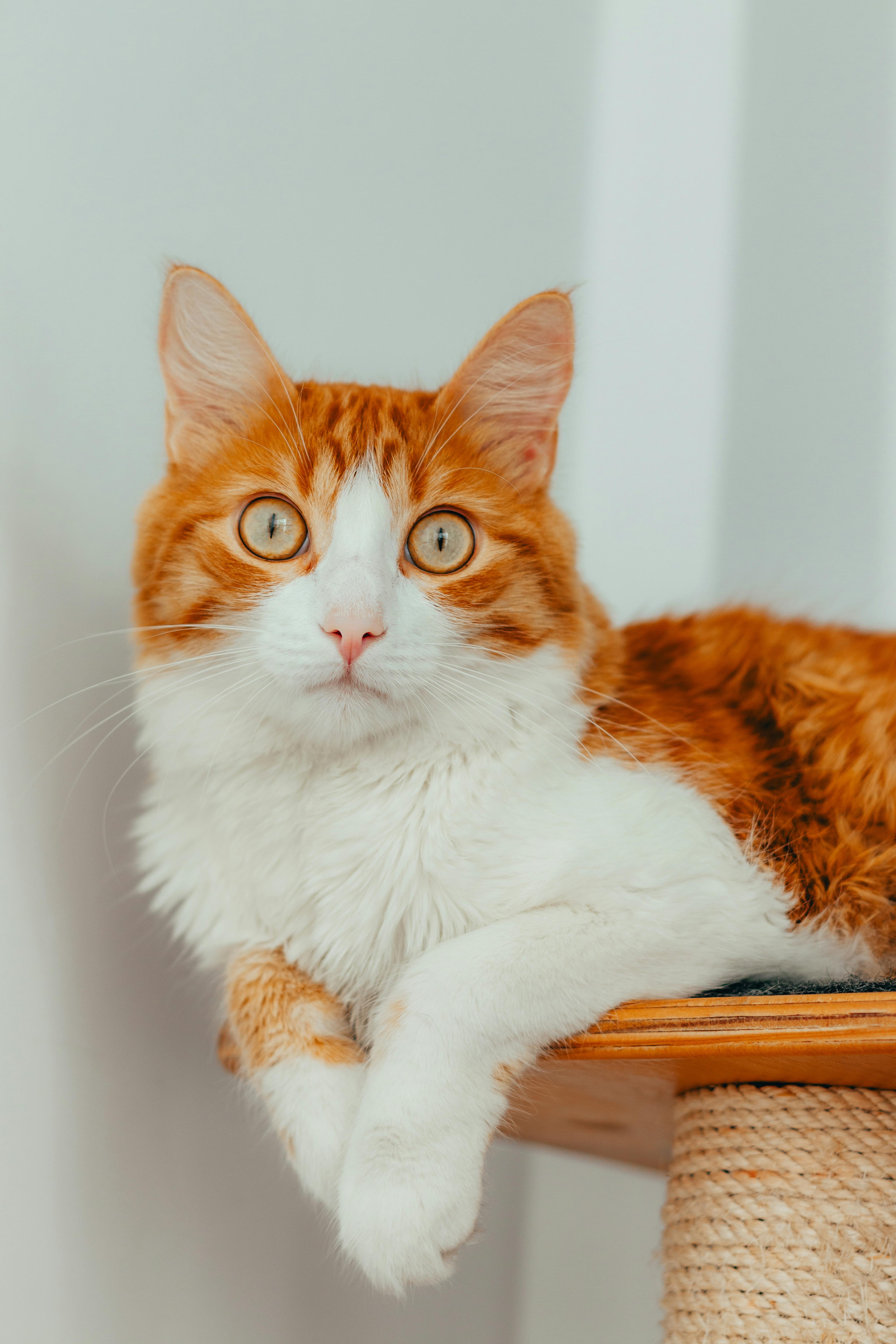 Staring Ginger Cat · Free Stock Photo