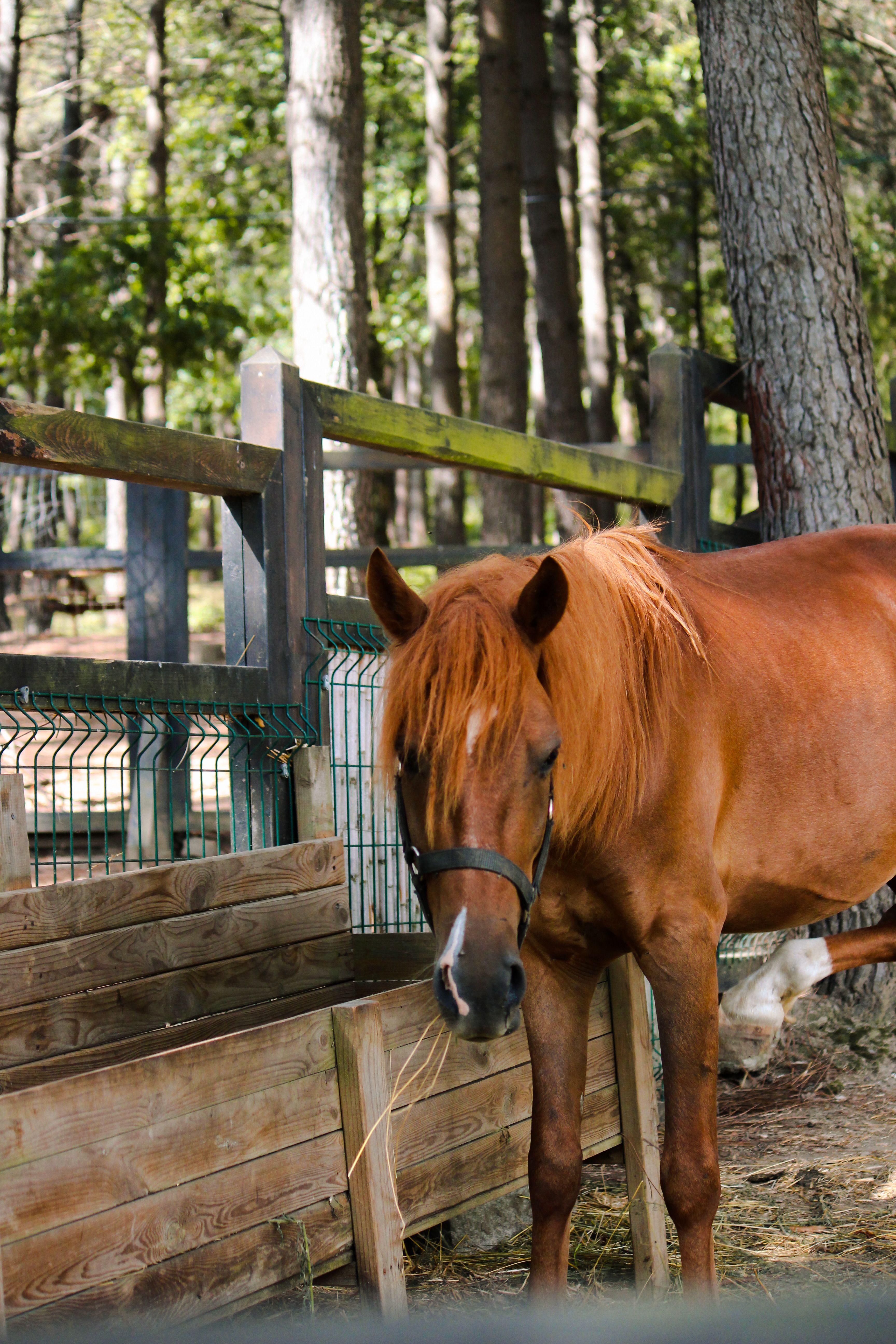 A horse is standing in a pen with a fence · Free Stock Photo
