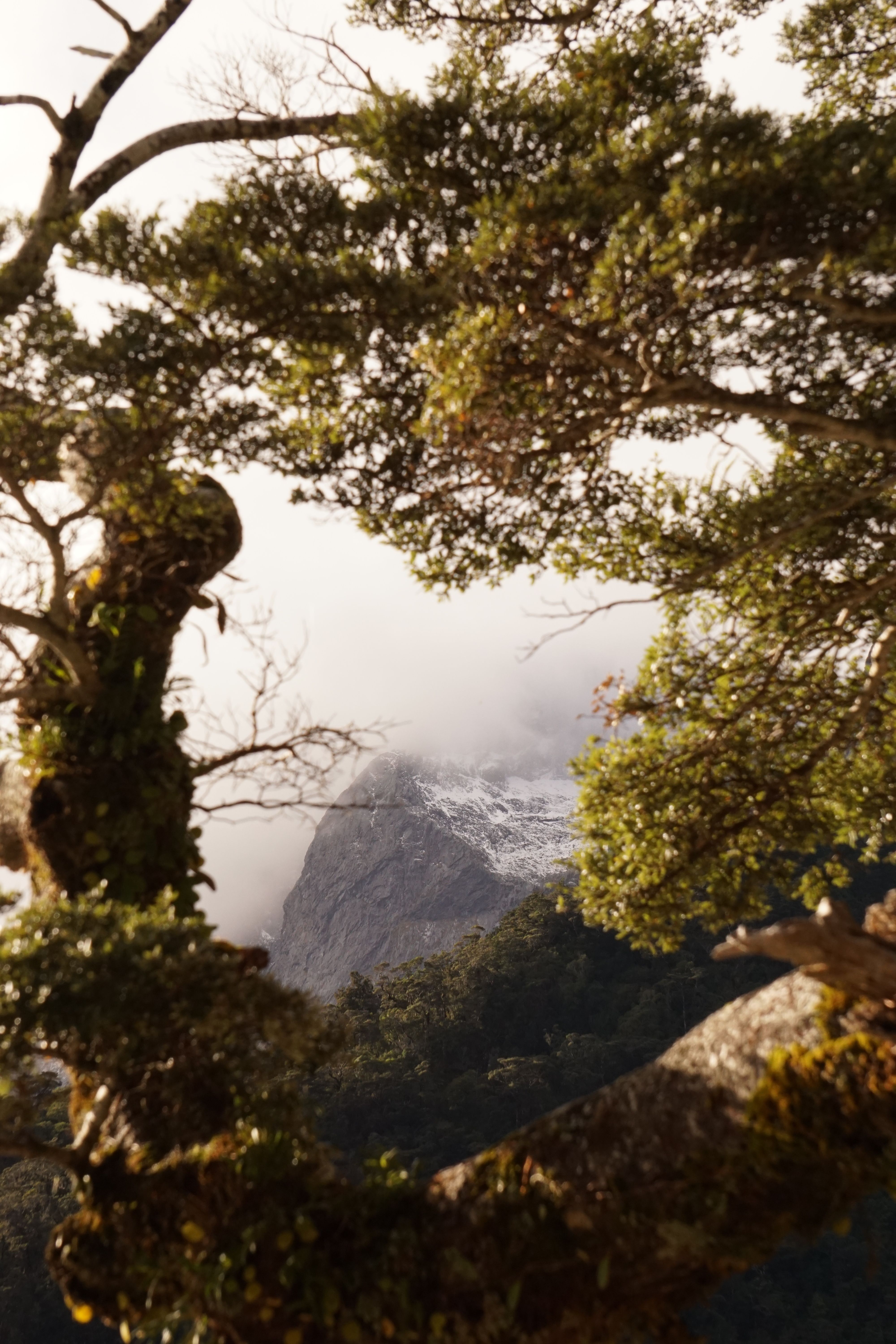 Trees Growing in Mountains · Free Stock Photo