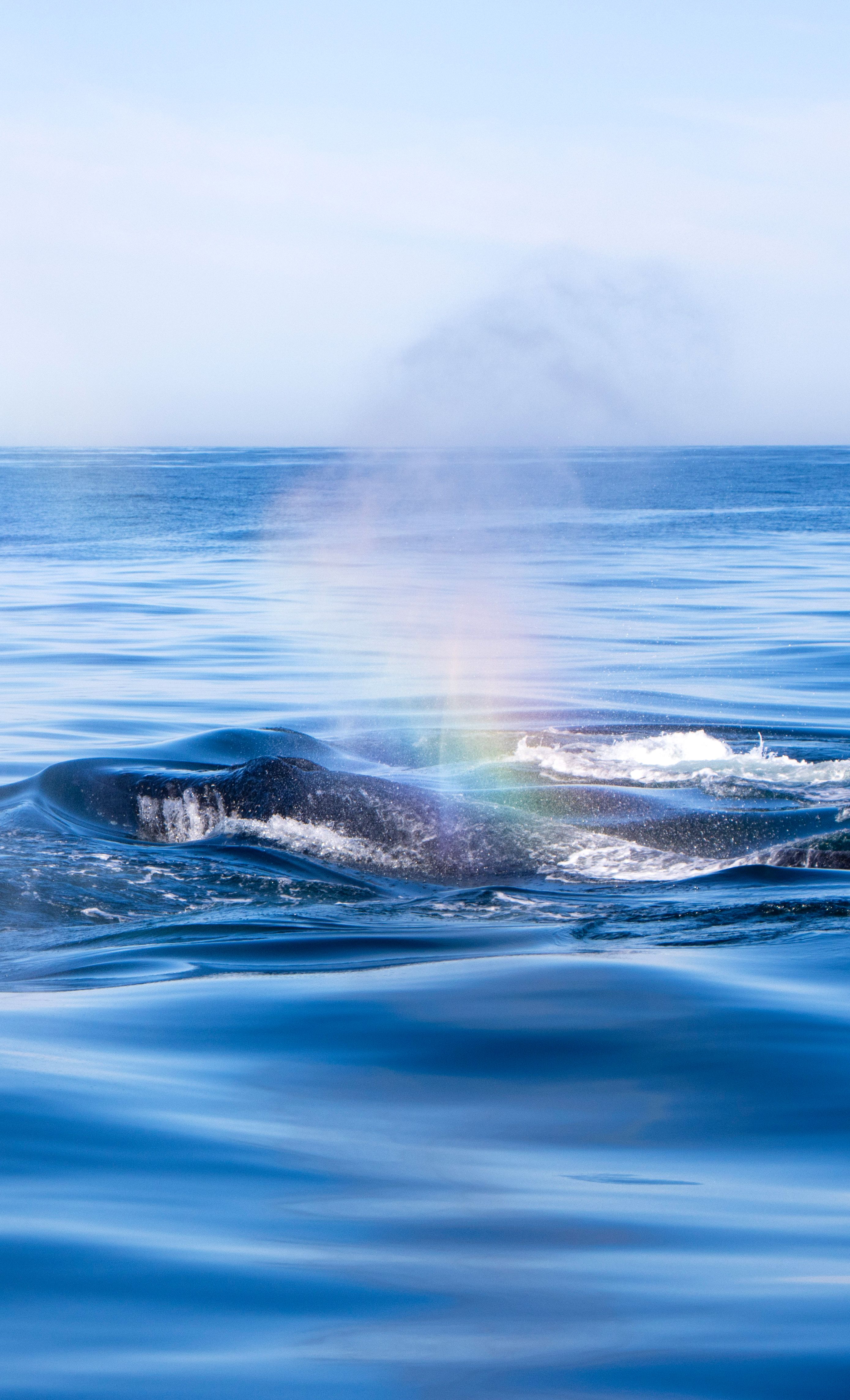 View of a Whale Spraying Water Out of Its Blowhole · Free Stock Photo