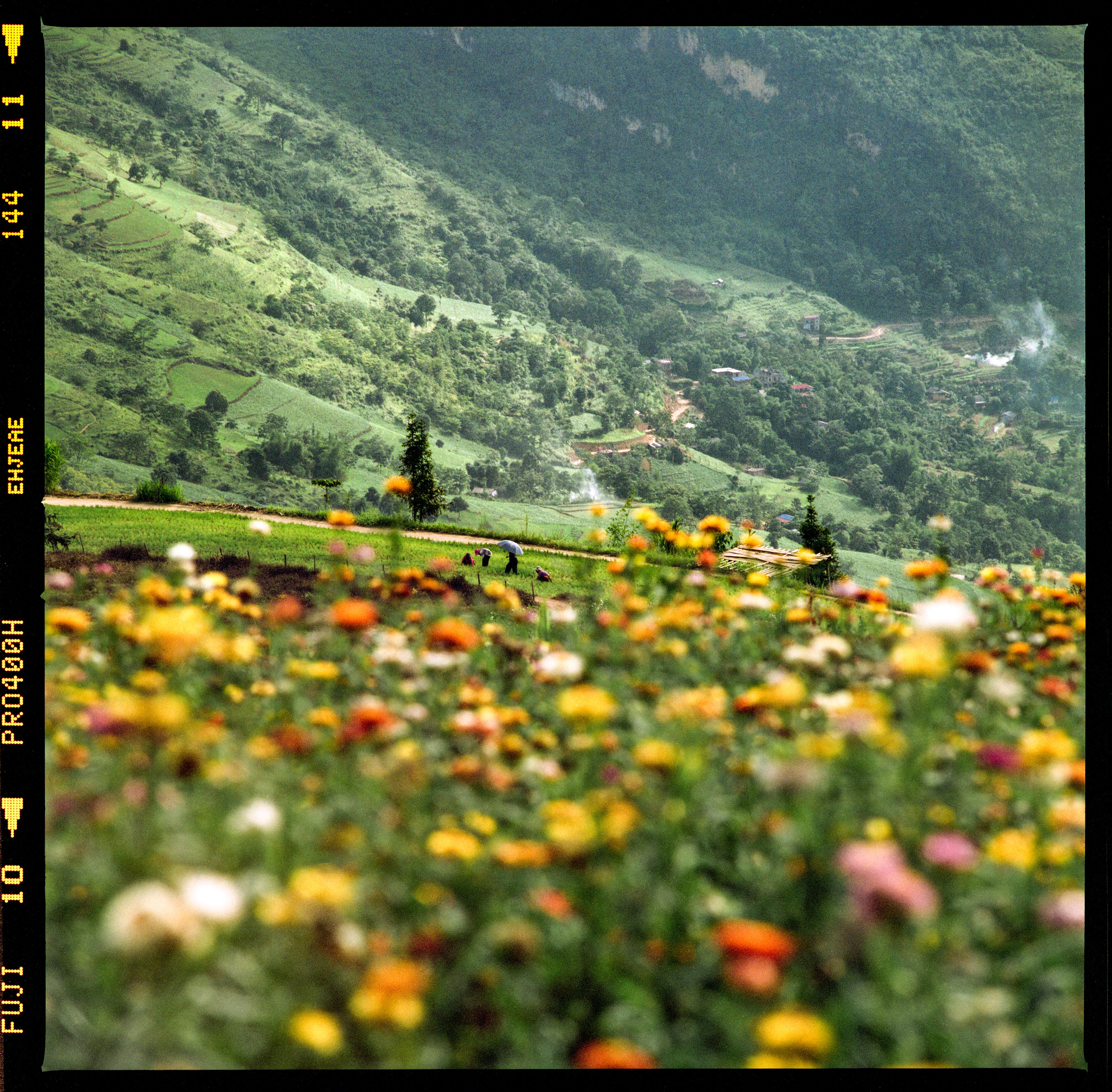 Flower Hills Photos, Download The BEST Free Flower Hills Stock Photos ...