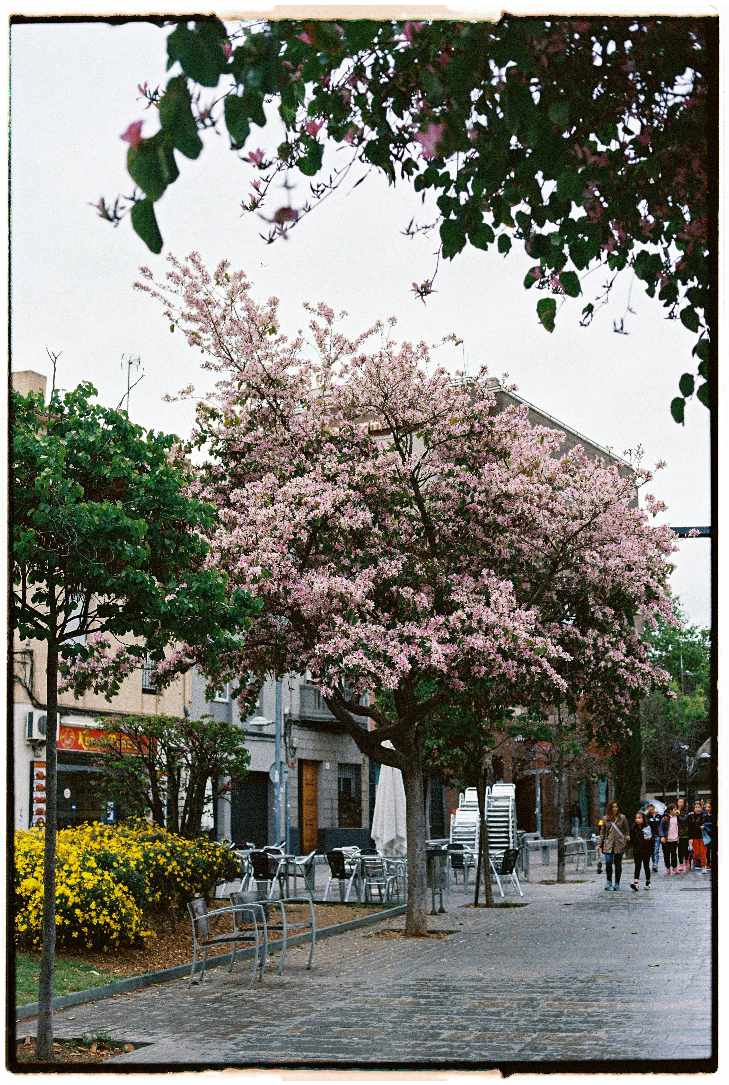 Trees in Town in Spring · Free Stock Photo