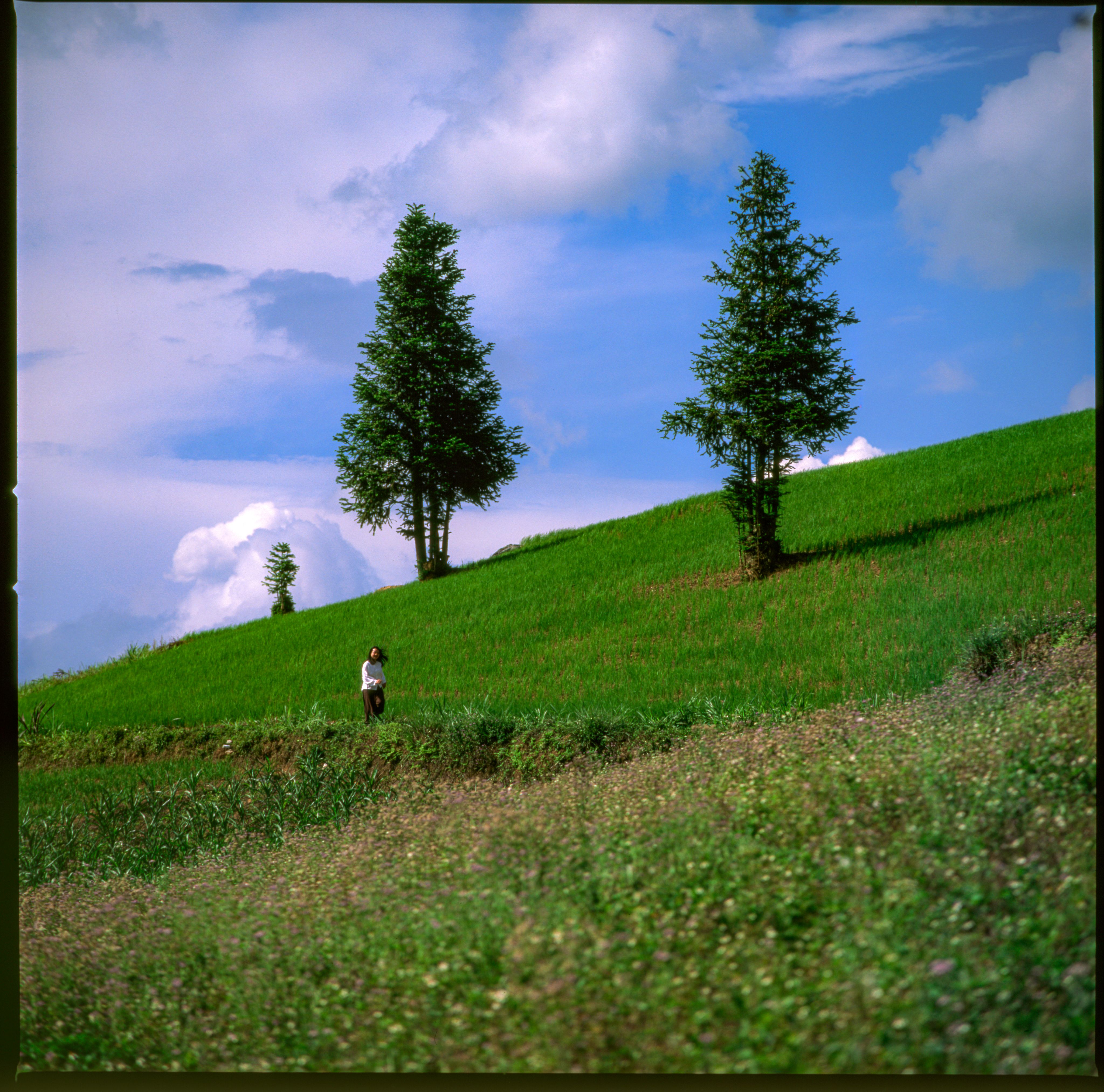 Woman Walking under Trees on Hill · Free Stock Photo
