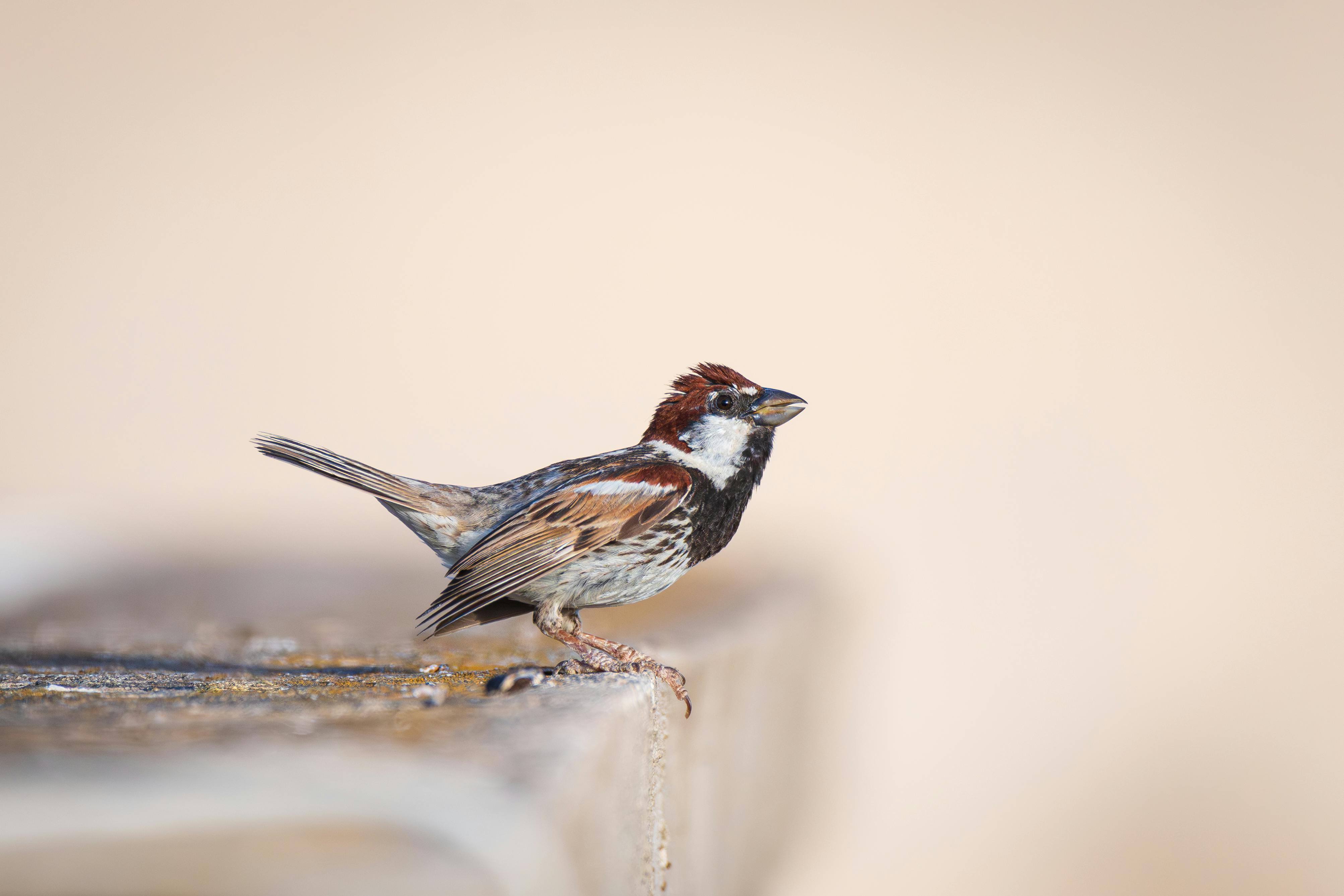 Bird Tear Photos, Download The BEST Free Bird Tear Stock Photos & HD Images