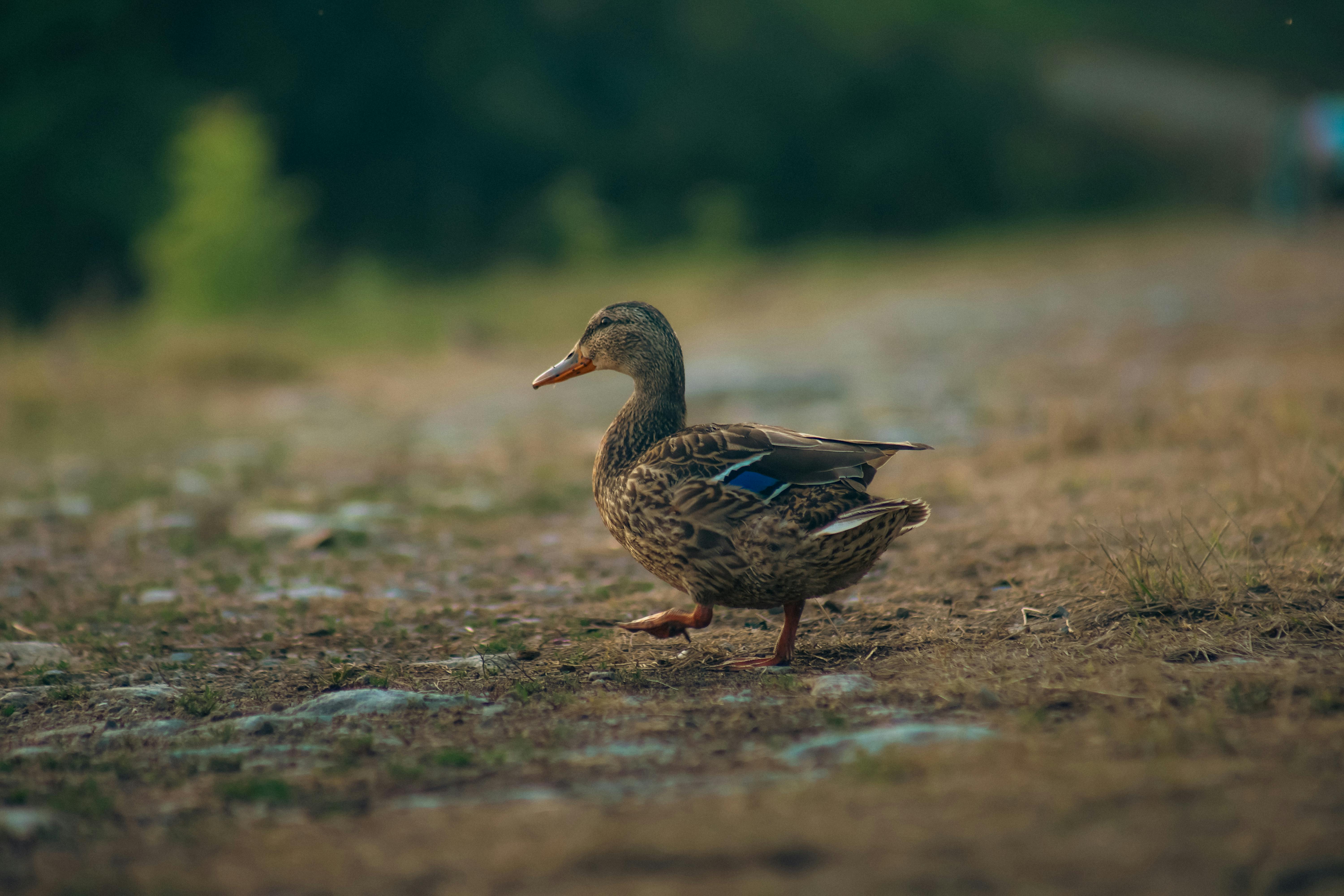 Duck on Ground · Free Stock Photo