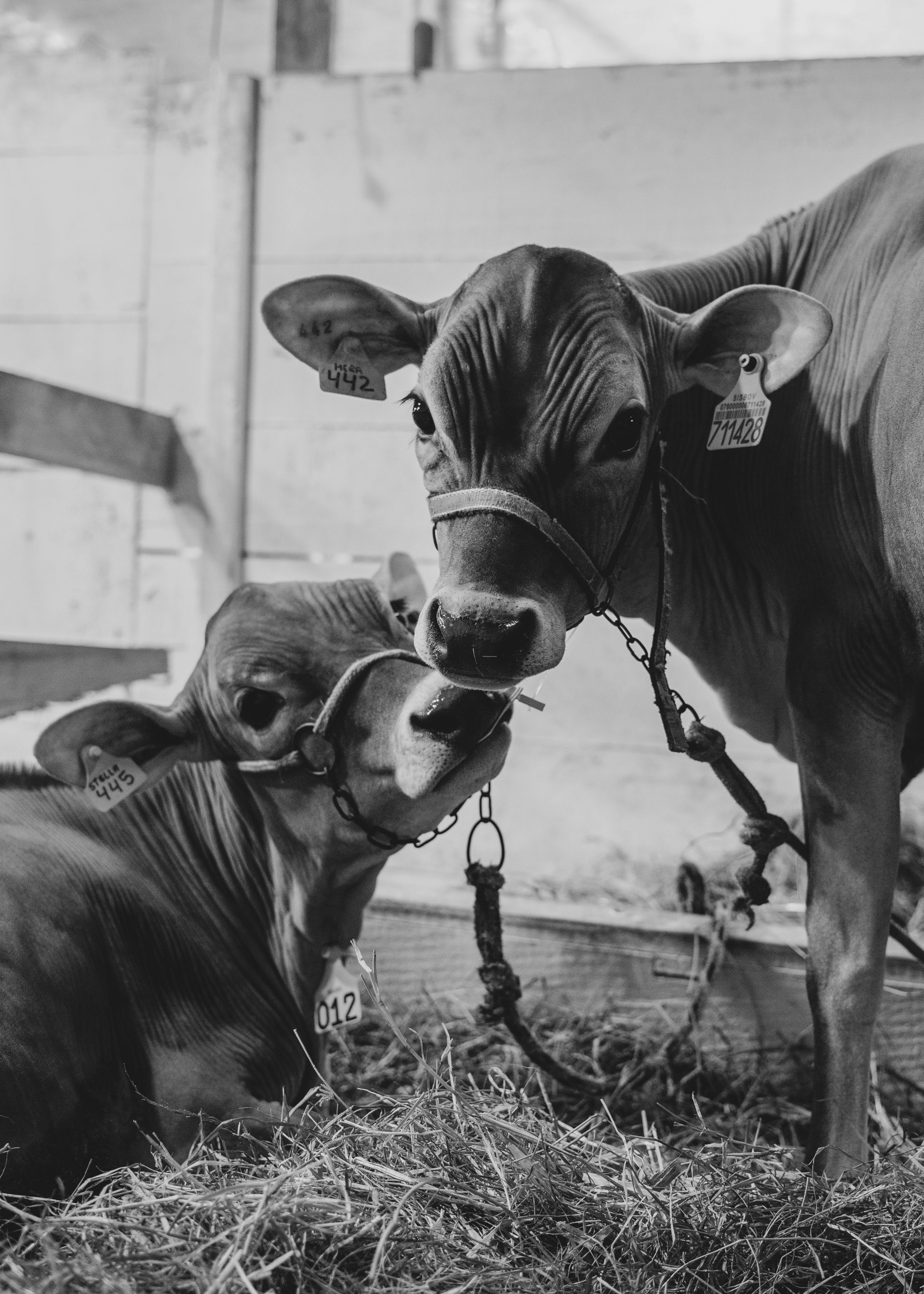Two Cows on a Farm · Free Stock Photo