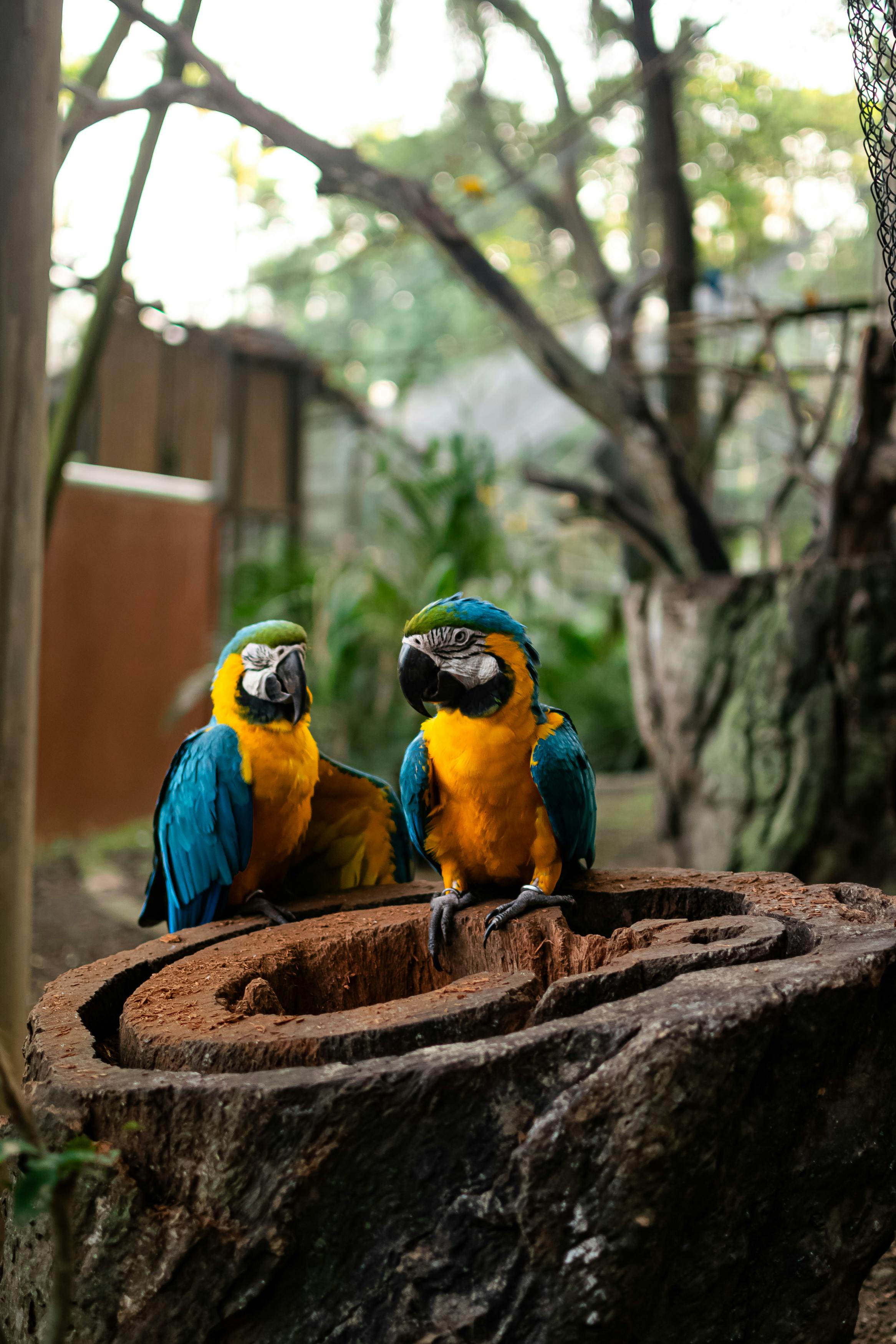 Macaw Parrots in Zoo · Free Stock Photo