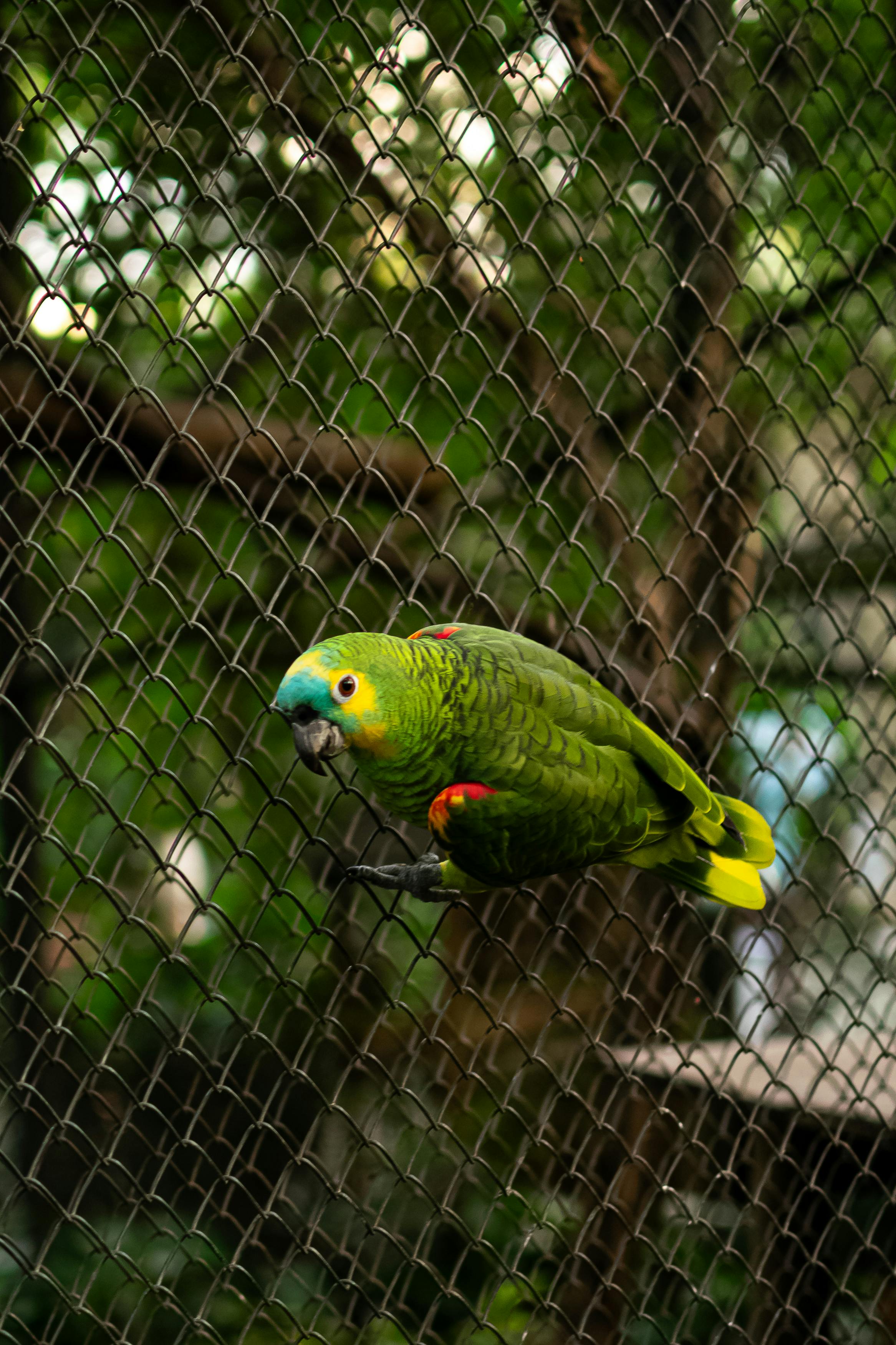 Aviary Planeador Photos, Download The BEST Free Aviary Planeador Stock ...