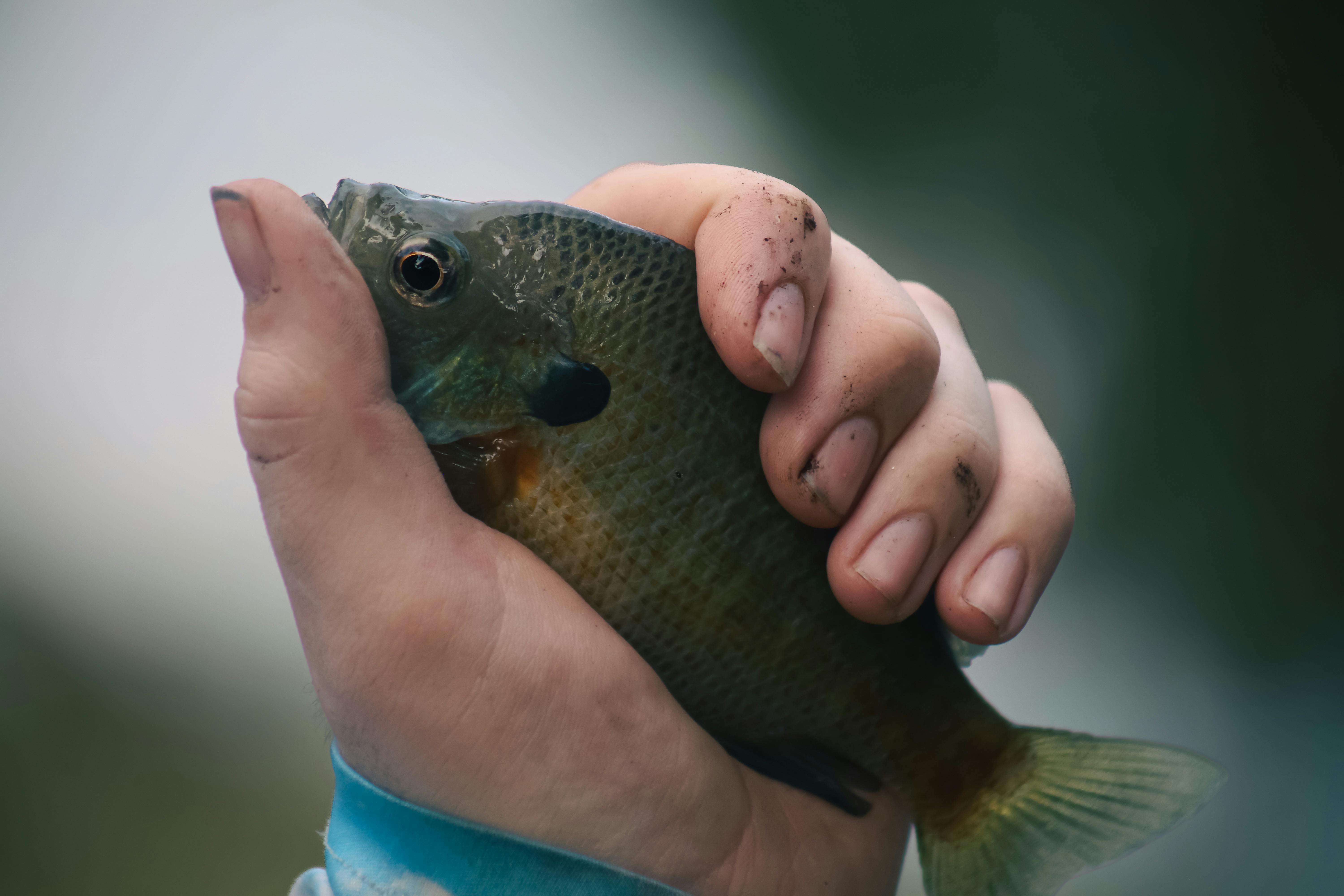 Holding a Freshly Caught Bluegill Fish · Free Stock Photo