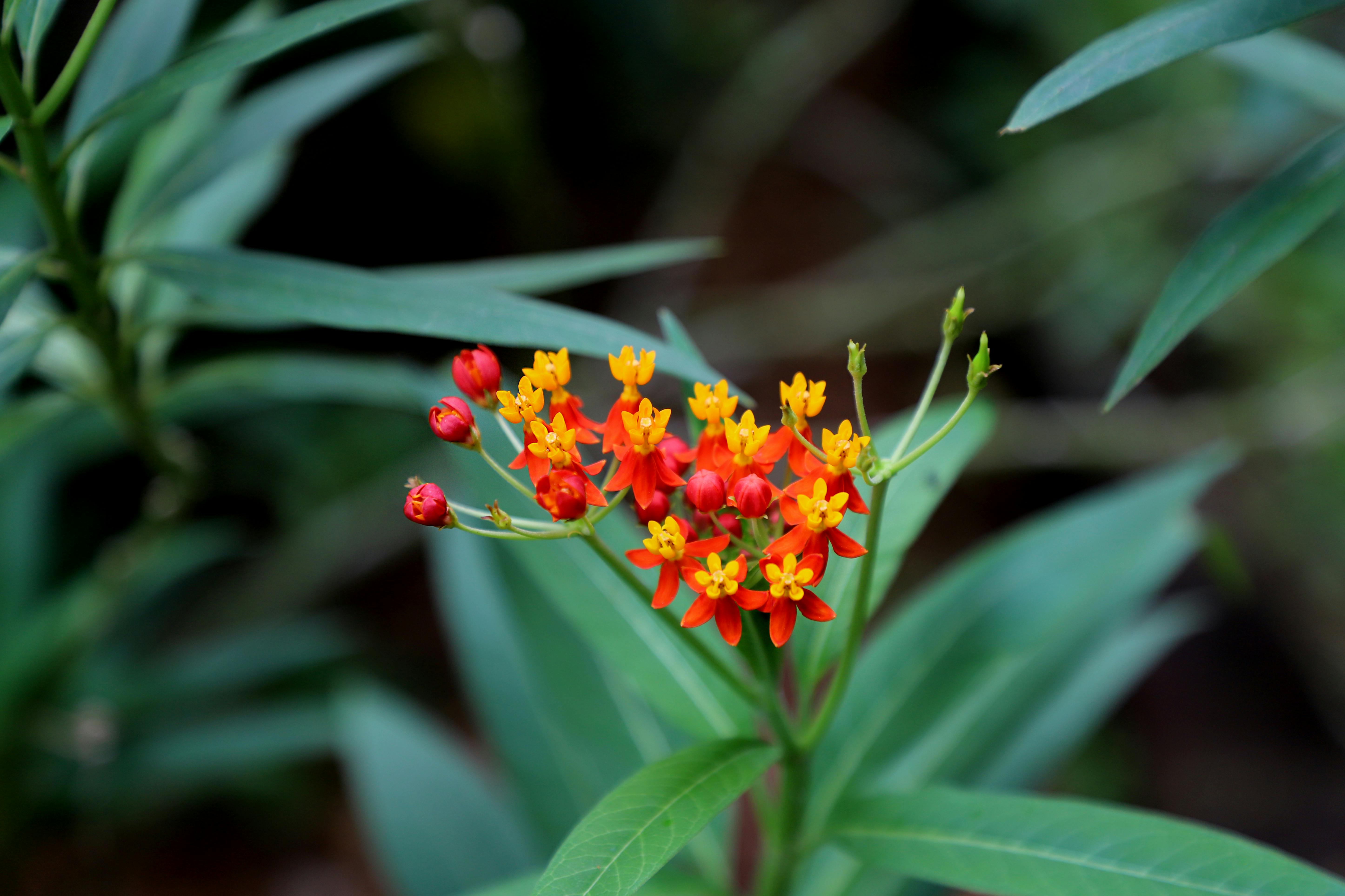 A small flower with red and yellow flowers · Free Stock Photo