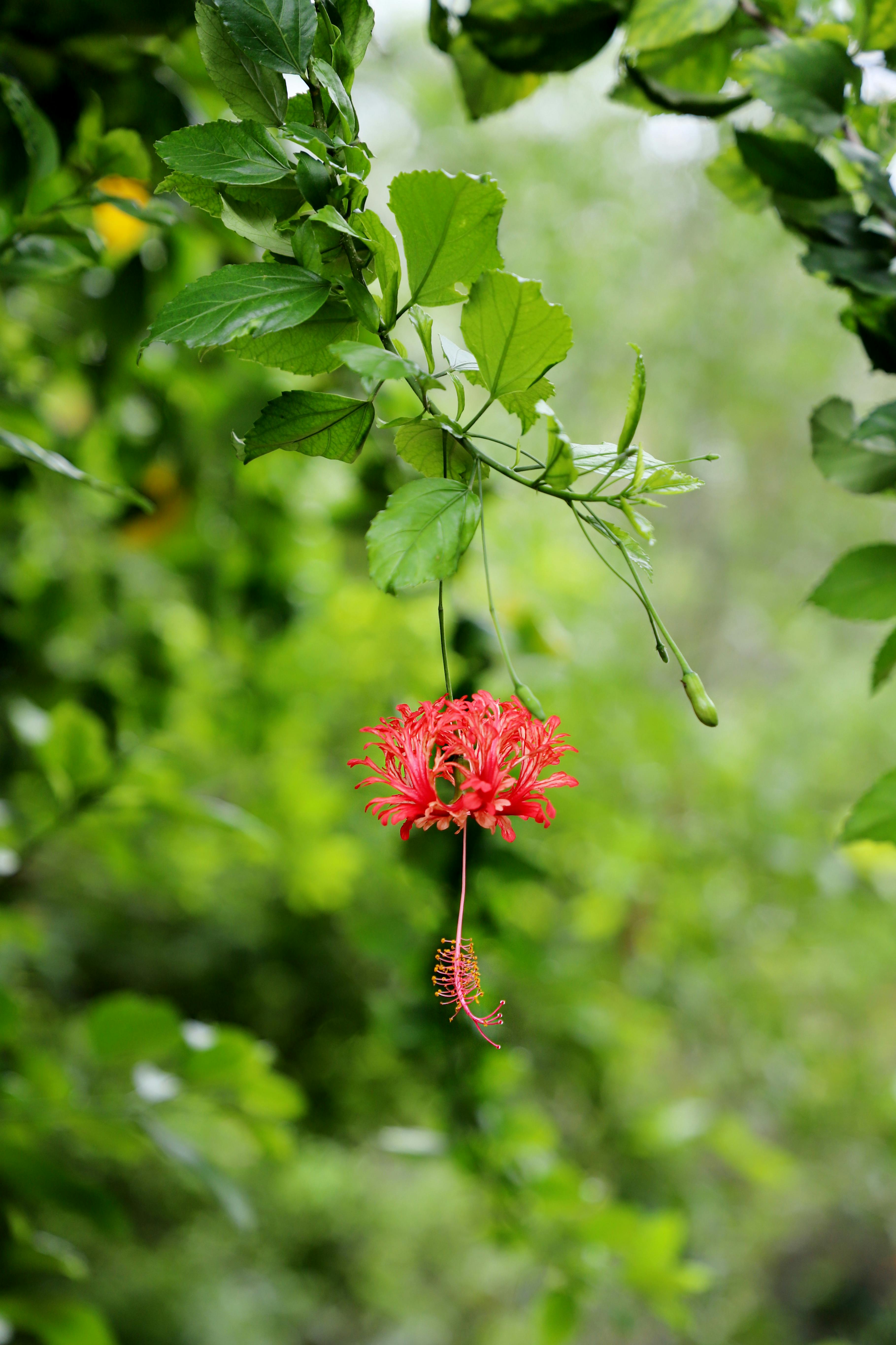 A red flower hanging from a tree branch · Free Stock Photo