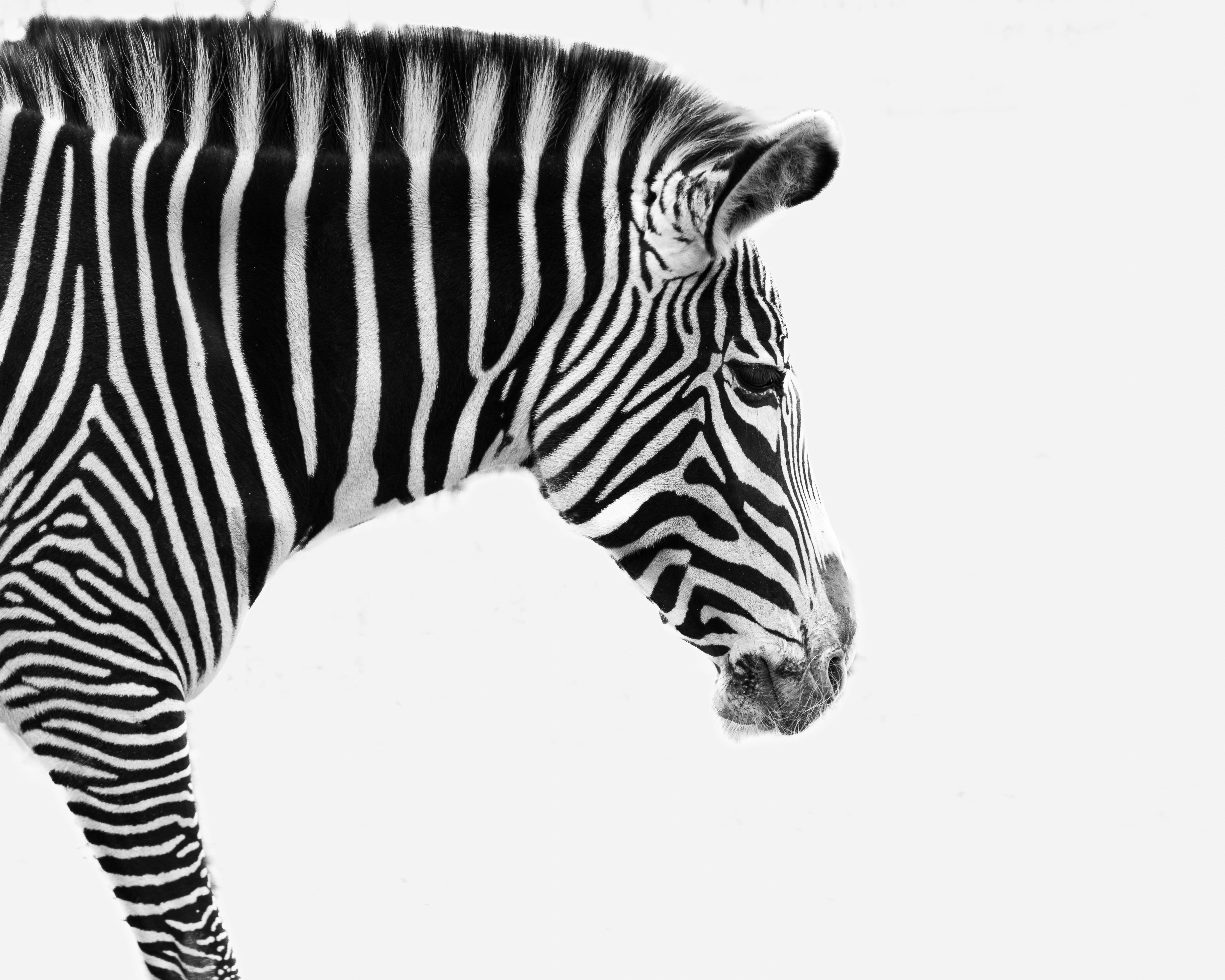 Ücretsiz afrika memelisi, afrika yaban hayatı, artistik, at, atgiller ...