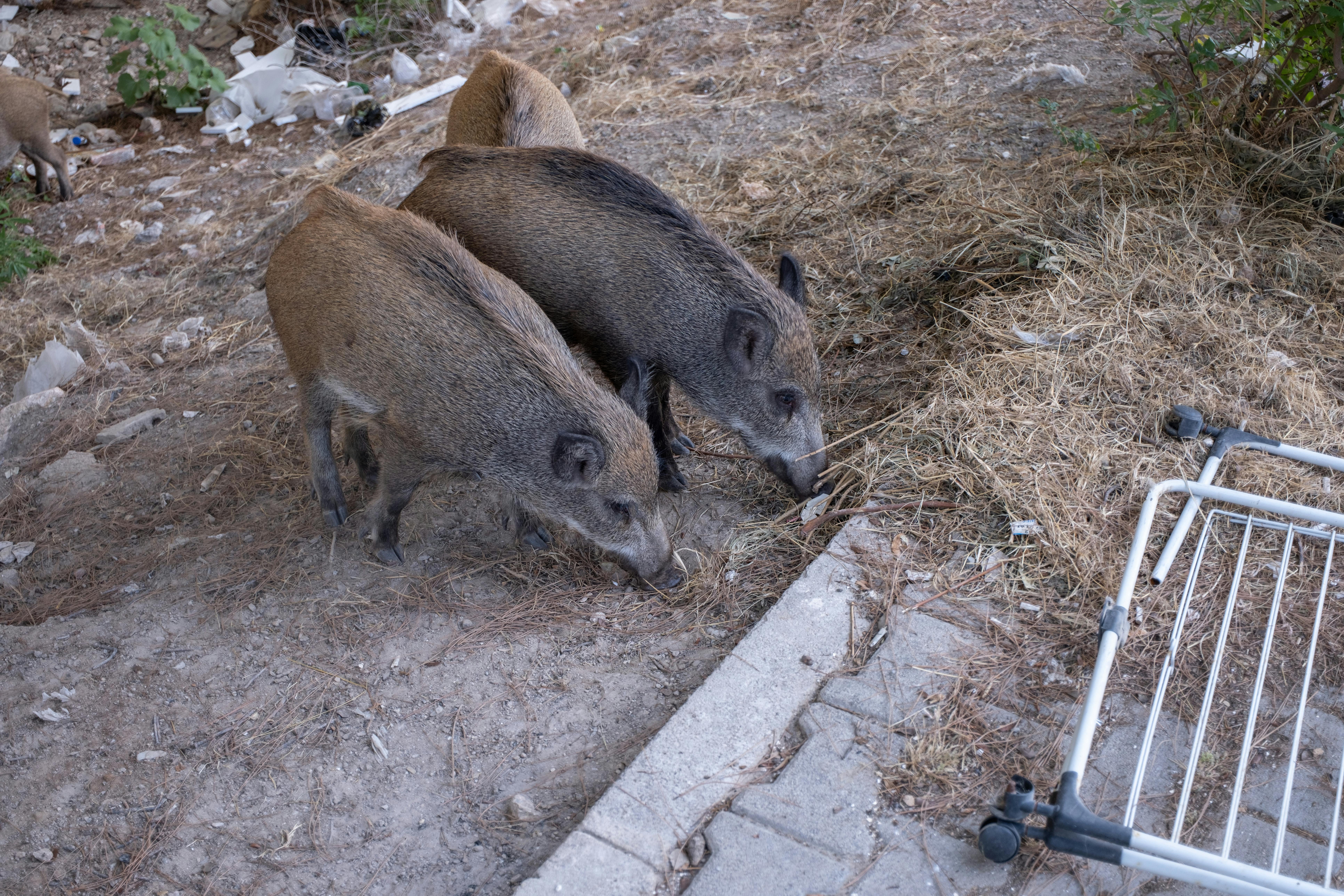 Boar Interaction Photos, Download The BEST Free Boar Interaction Stock ...