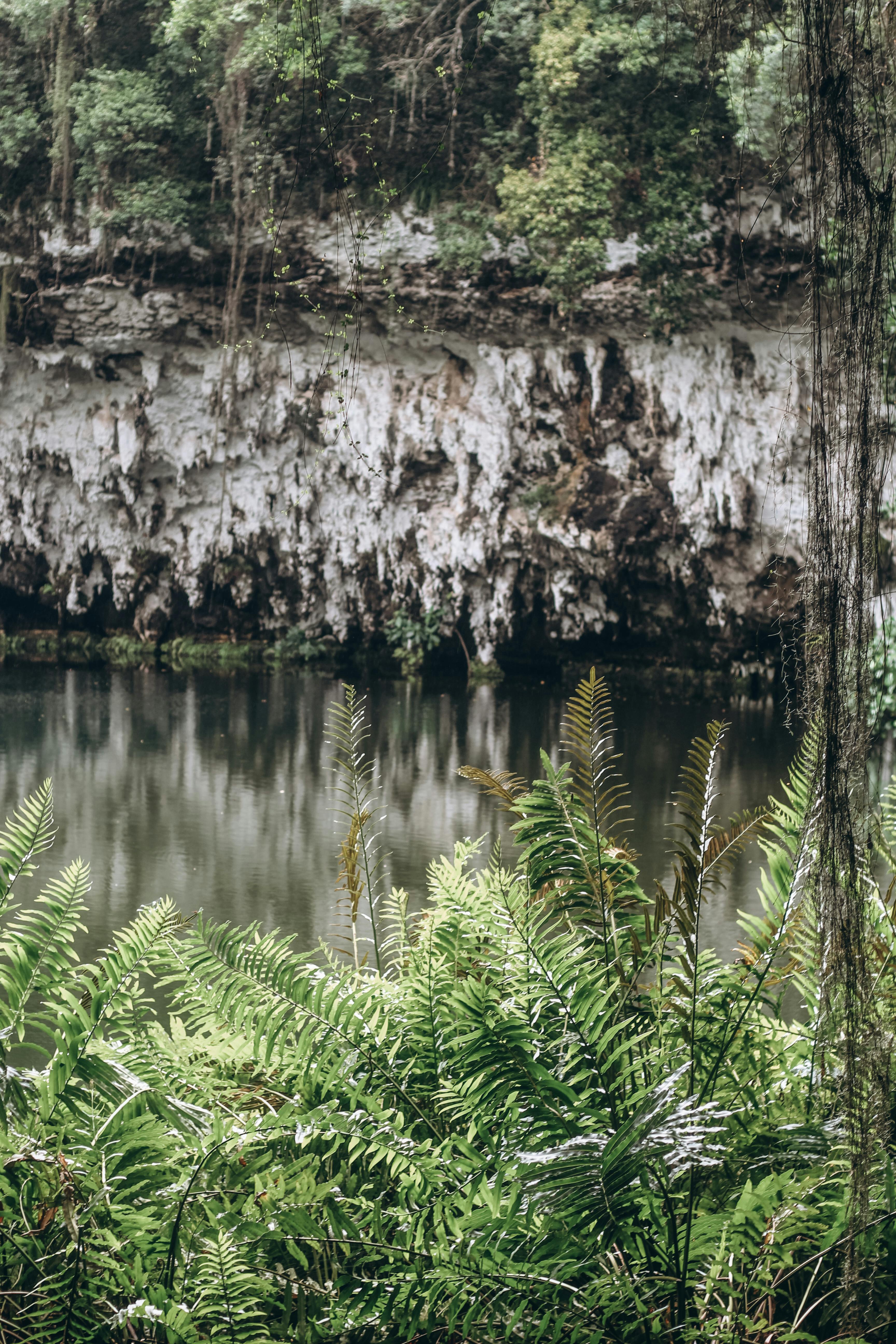 A view of a pond surrounded by ferns and trees · Free Stock Photo