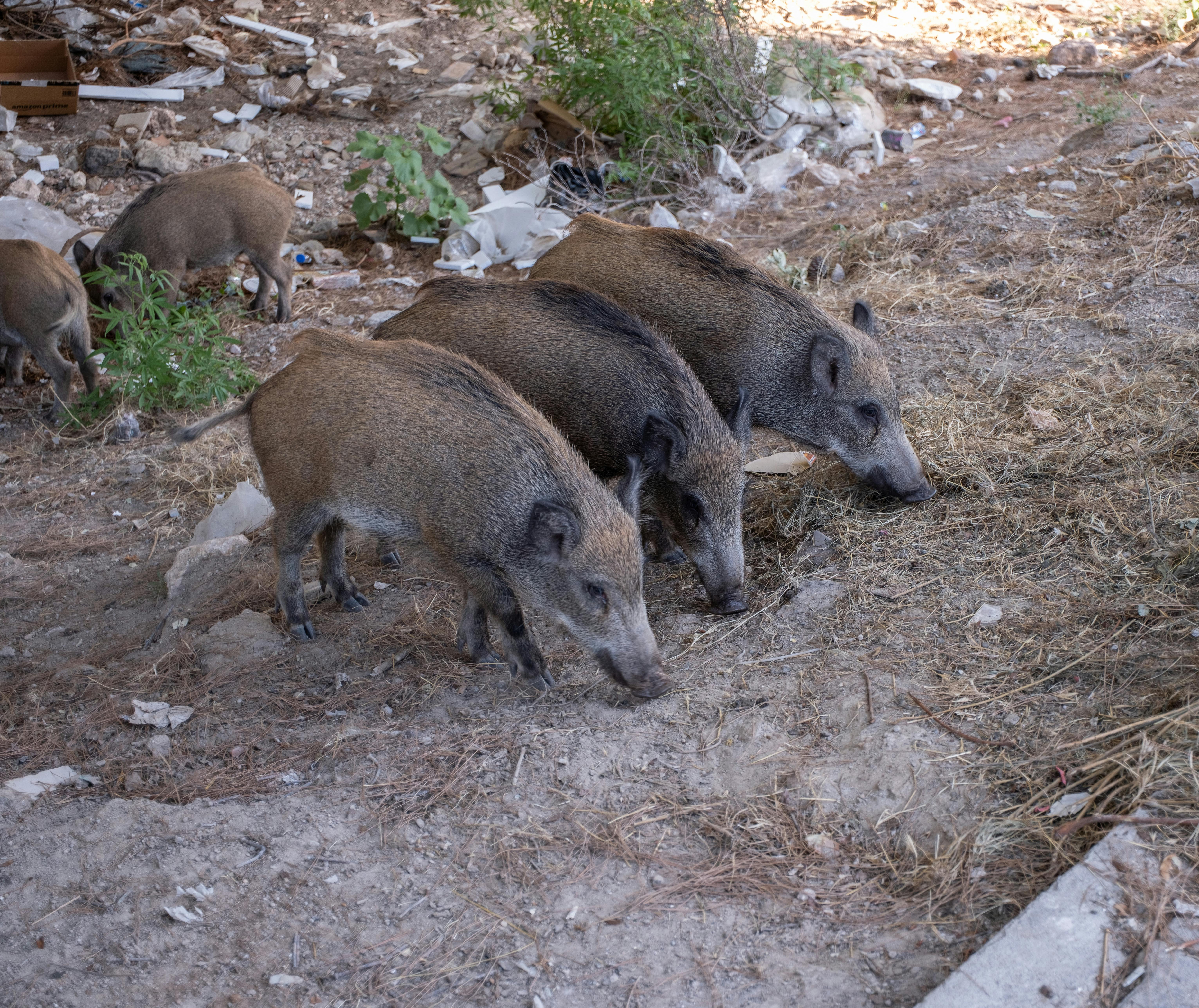 A group of wild boars are eating some food · Free Stock Photo