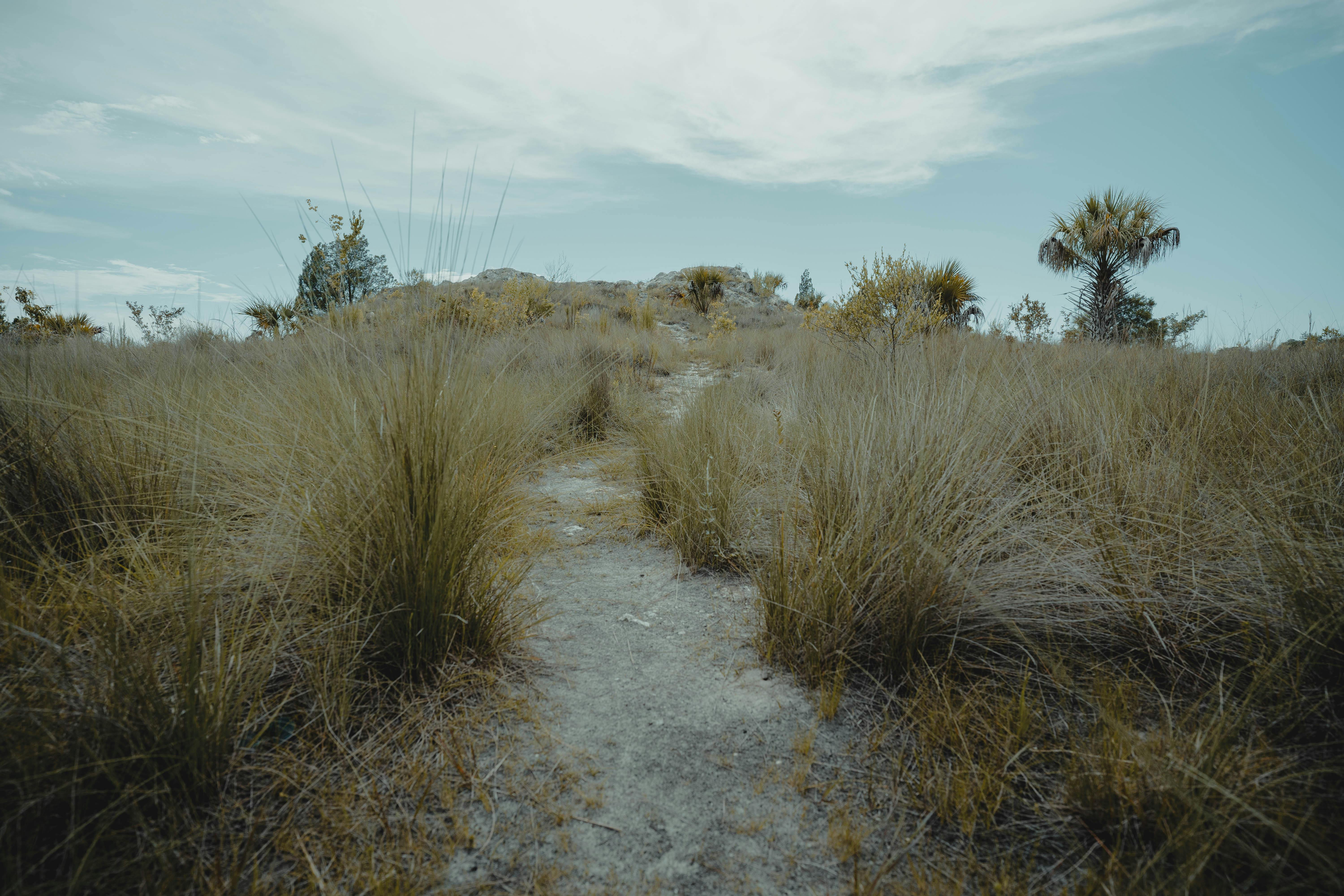 Two Person Walking On Path Under Blue Sky · Free Stock Photo