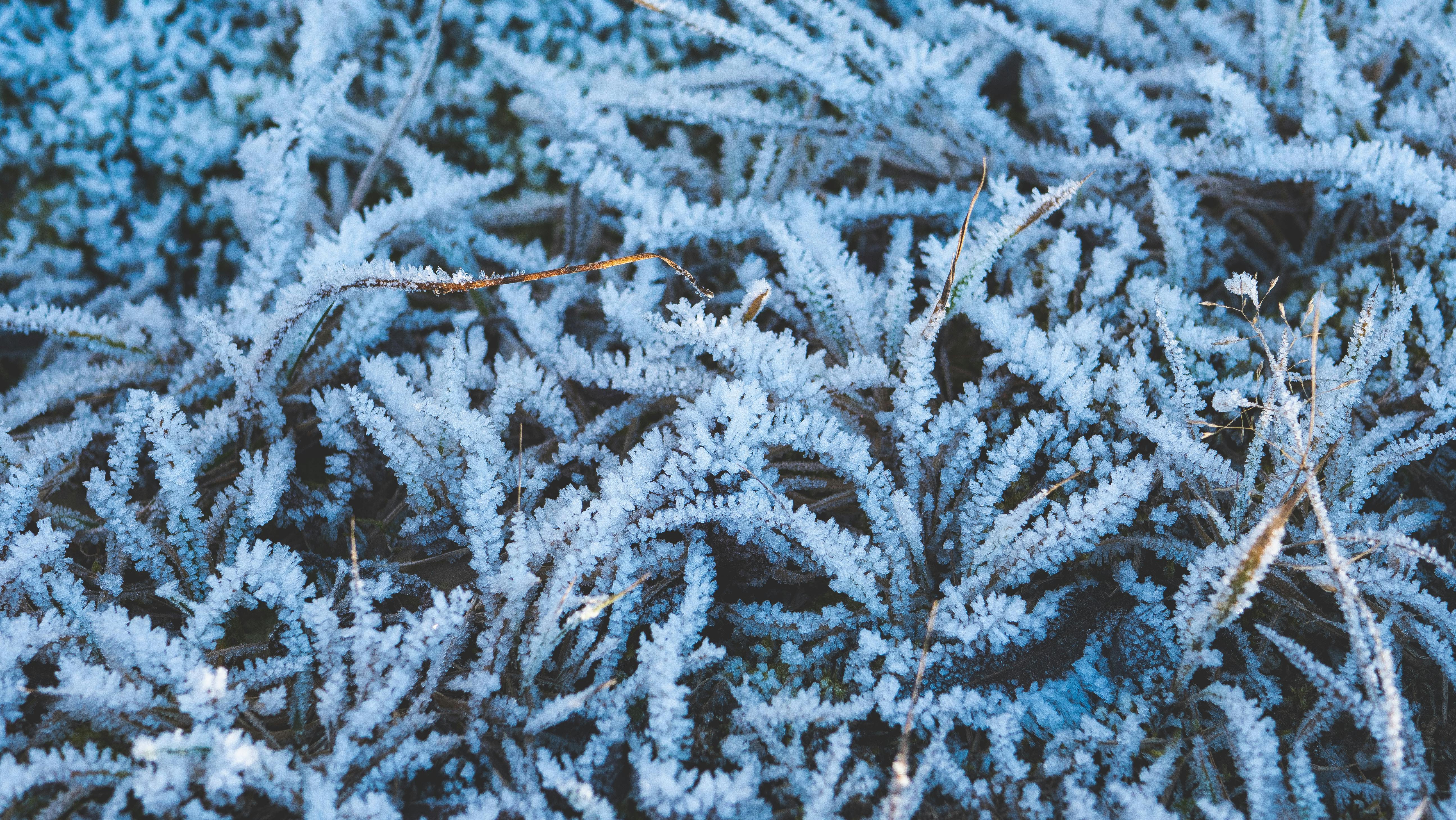 Frozen Kabbe Photos, Download The BEST Free Frozen Kabbe Stock Photos ...