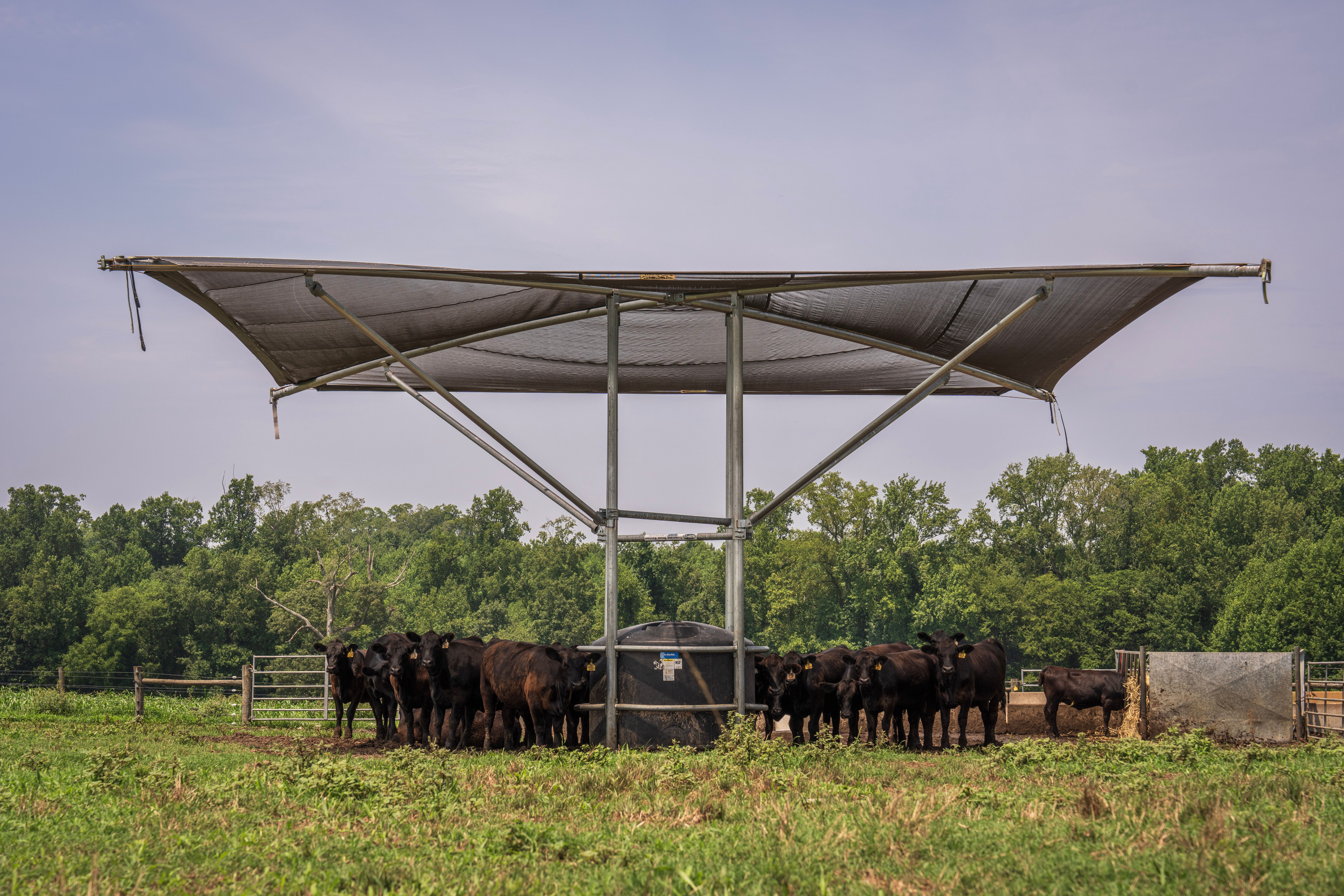 Cattle Herd at Farm · Free Stock Photo
