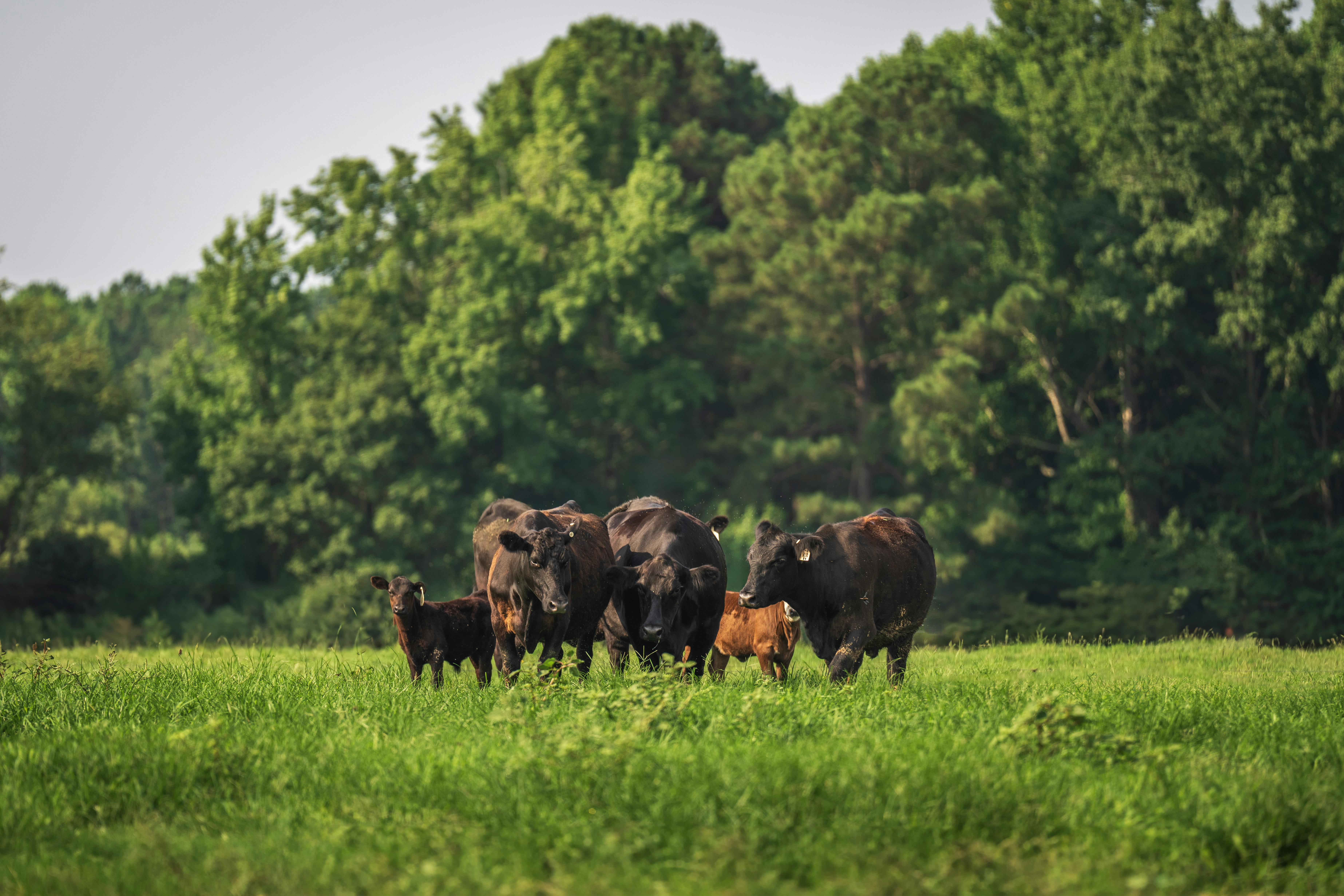 A herd of cattle in a field with green grass · Free Stock Photo