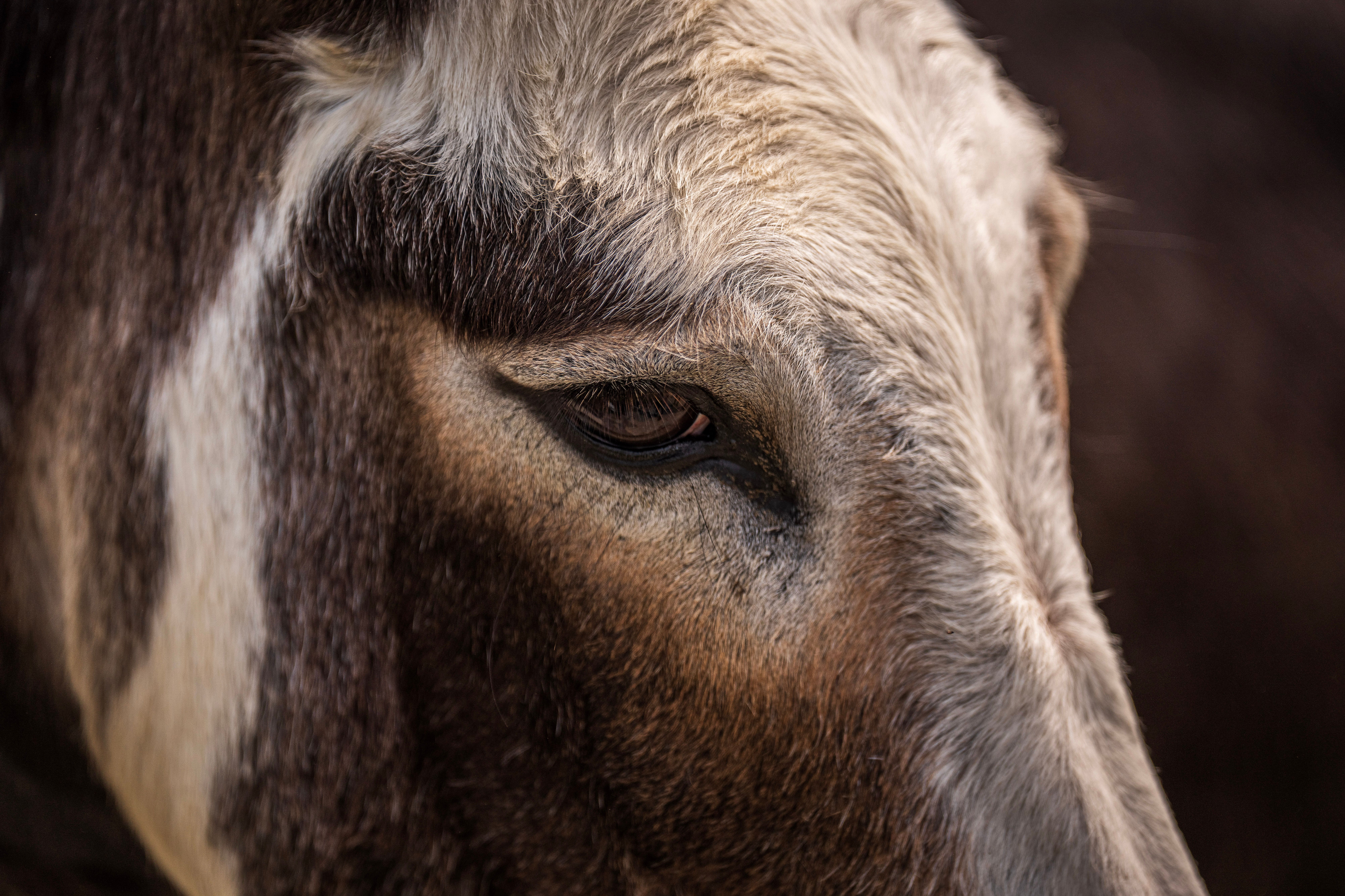 A close up of a donkey's eye · Free Stock Photo