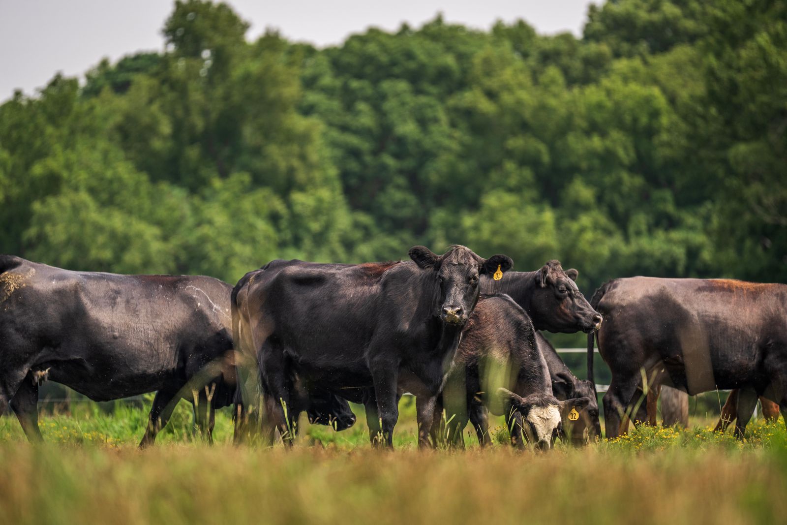 Cows In Pasture Photos, Download The BEST Free Cows In Pasture Stock ...