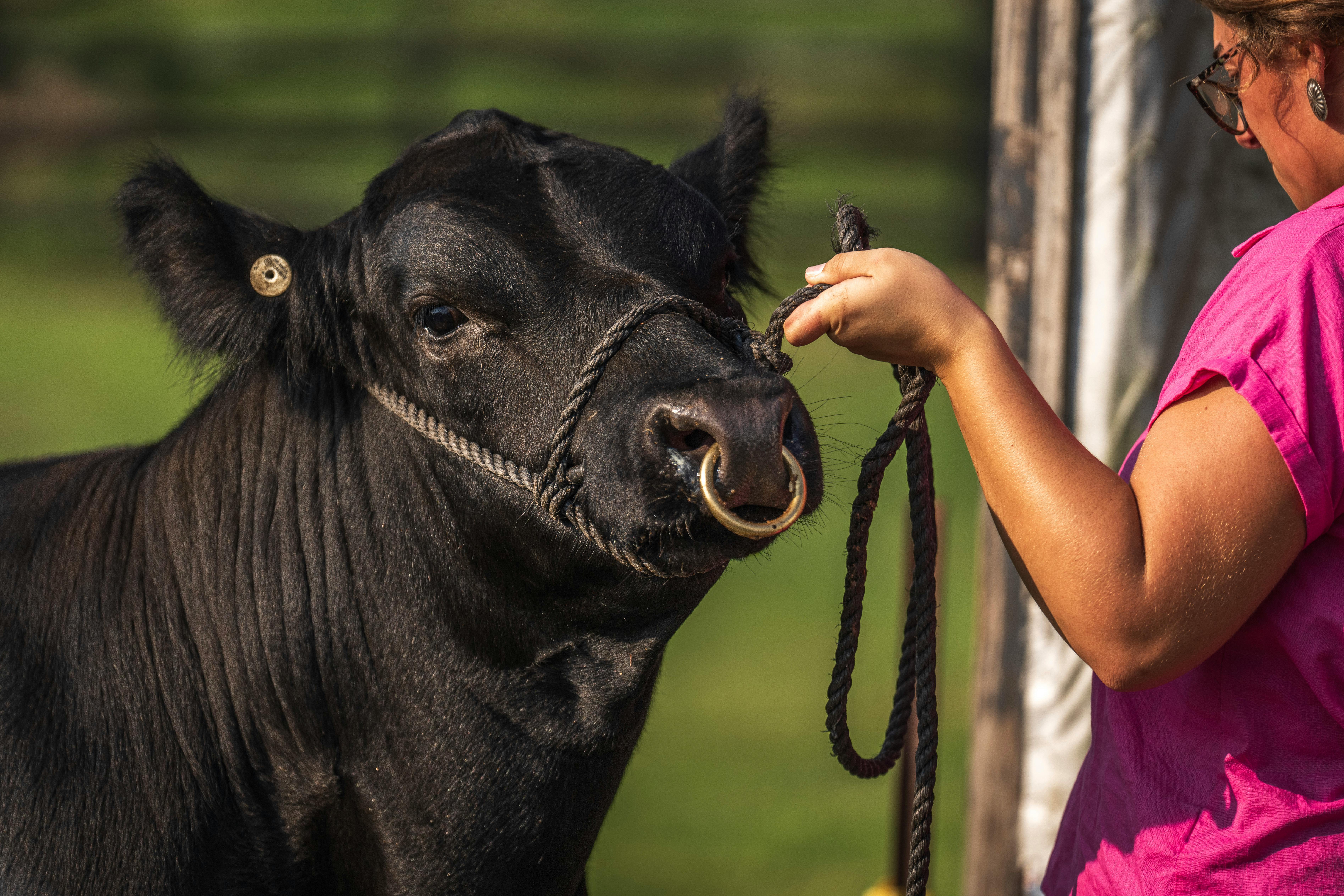 Show Angus Photos, Download The BEST Free Show Angus Stock Photos & HD ...