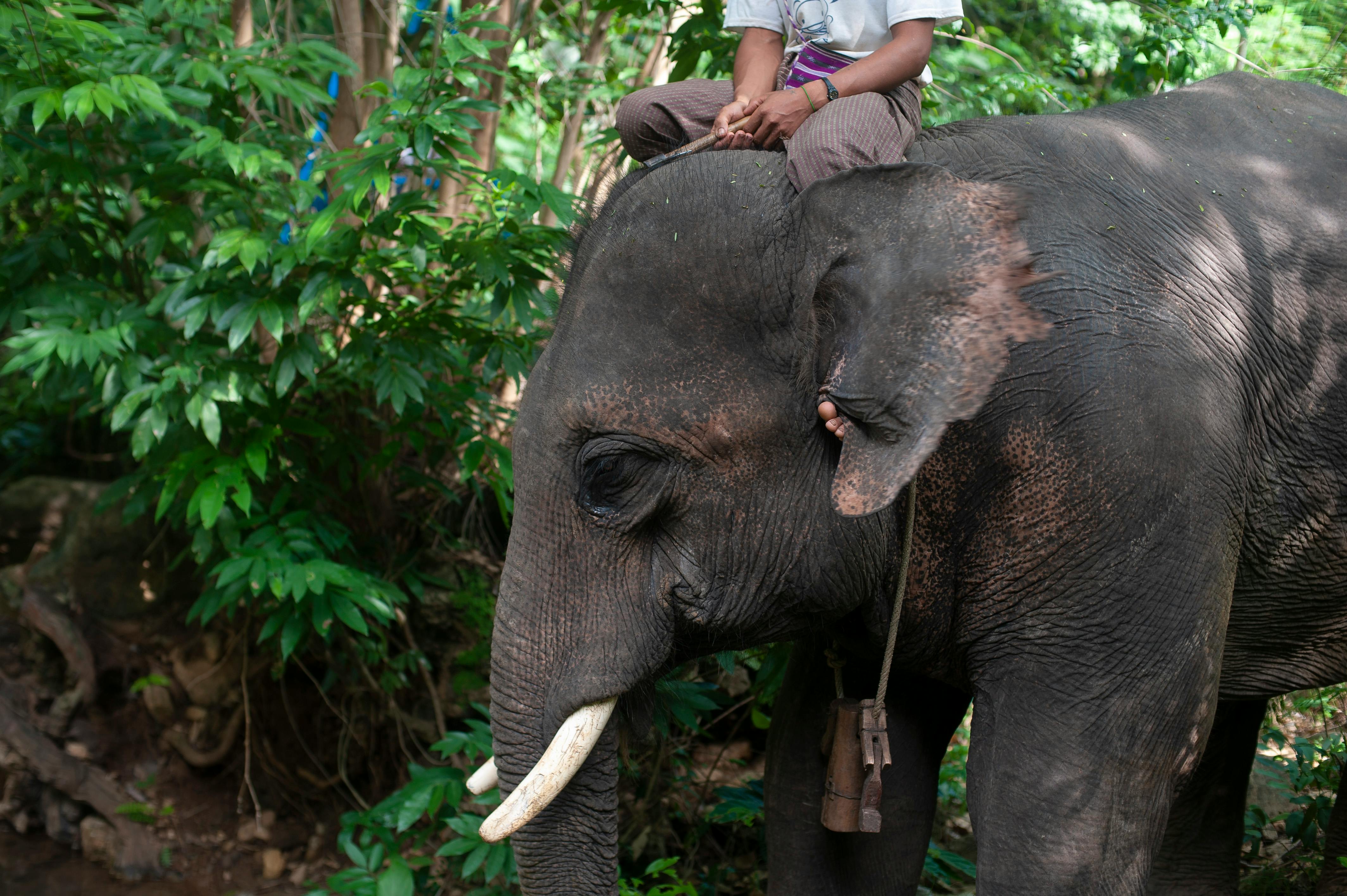 Young Man Riding an Elephant in a Forest · Free Stock Photo