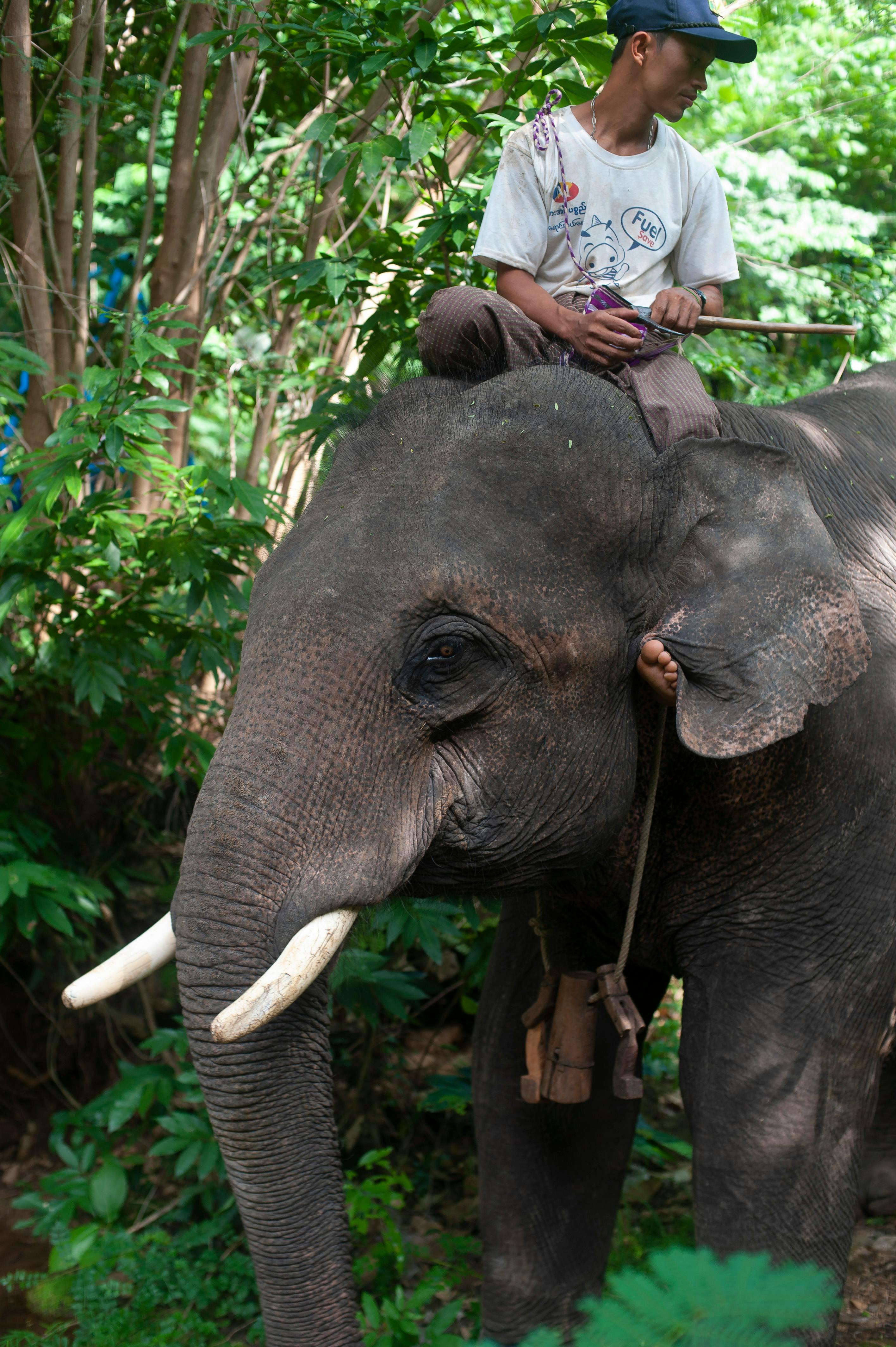 Young Man Riding an Elephant in a Forest · Free Stock Photo