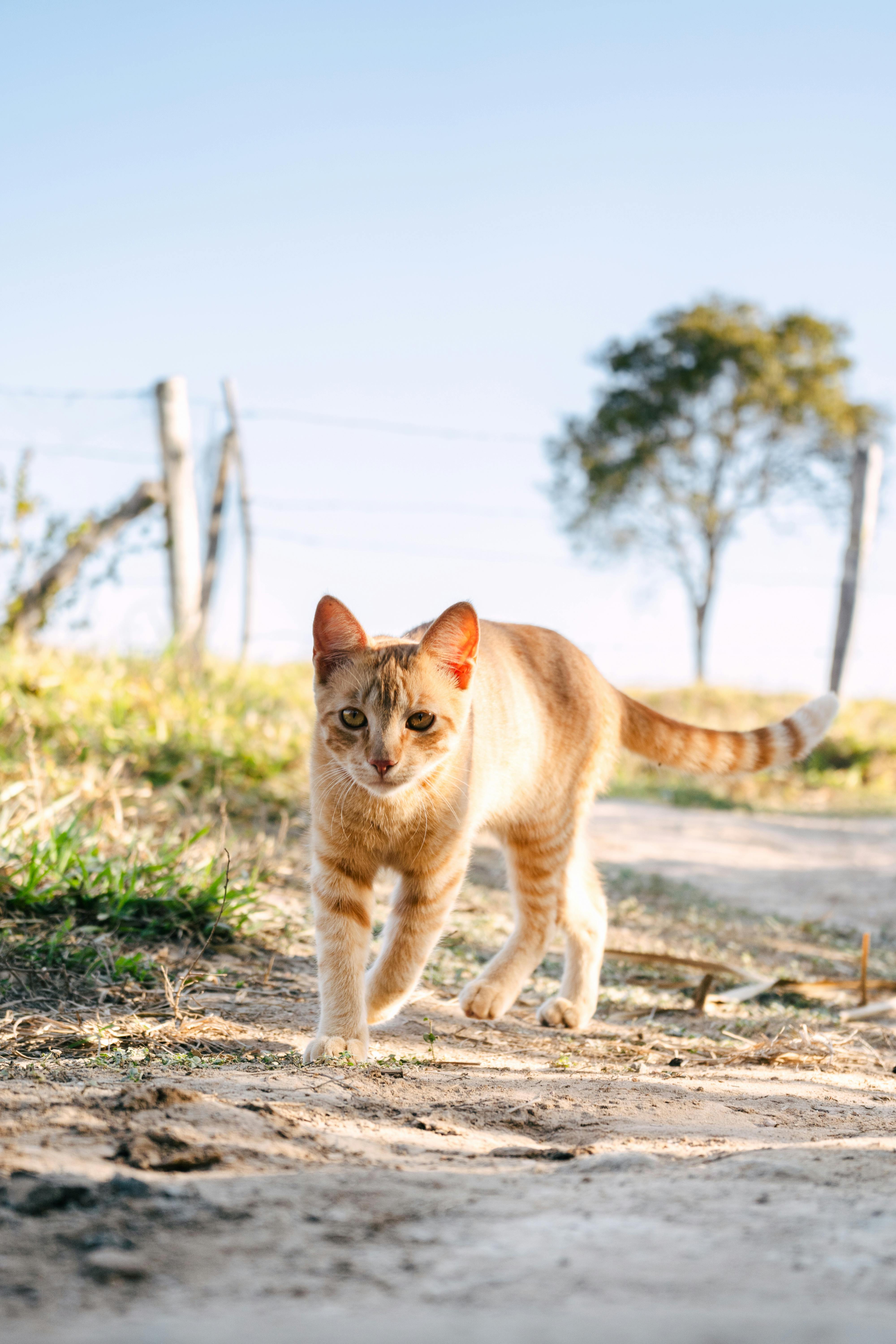 Brown Cat Walking towards the Camera · Free Stock Photo