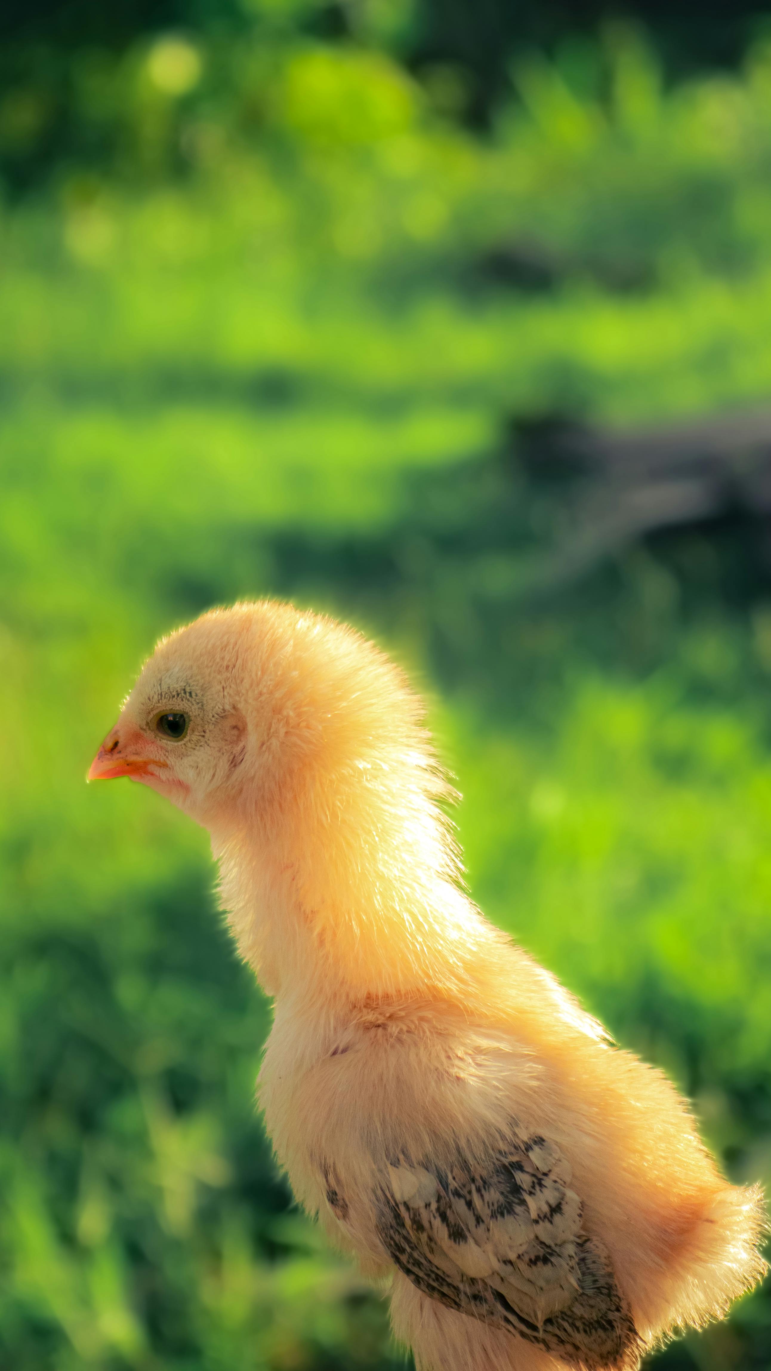 Cute chick_wallpaper · Free Stock Photo