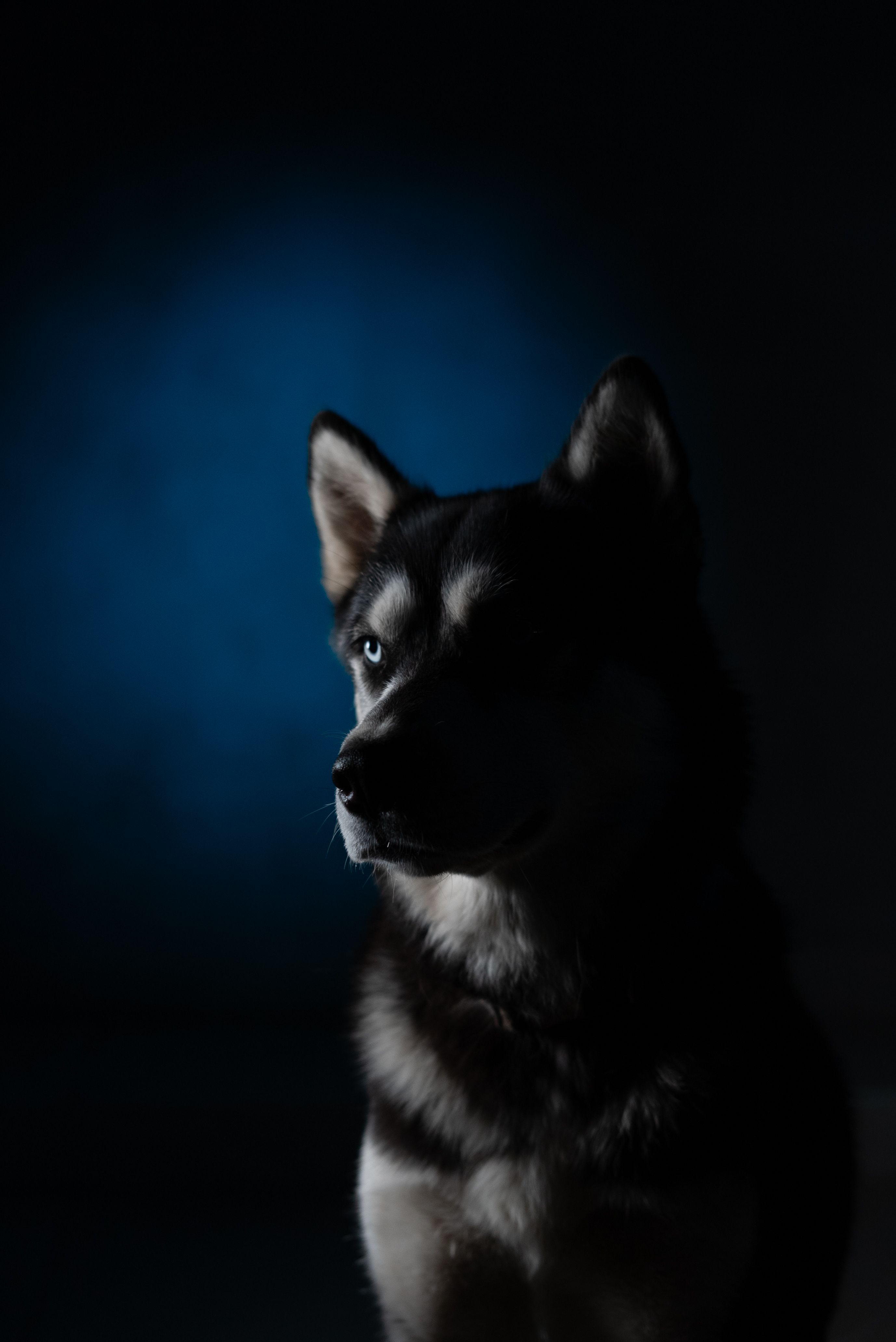 Ultima Wolf Size Photos, Download The BEST Free Ultima Wolf Size Stock ...