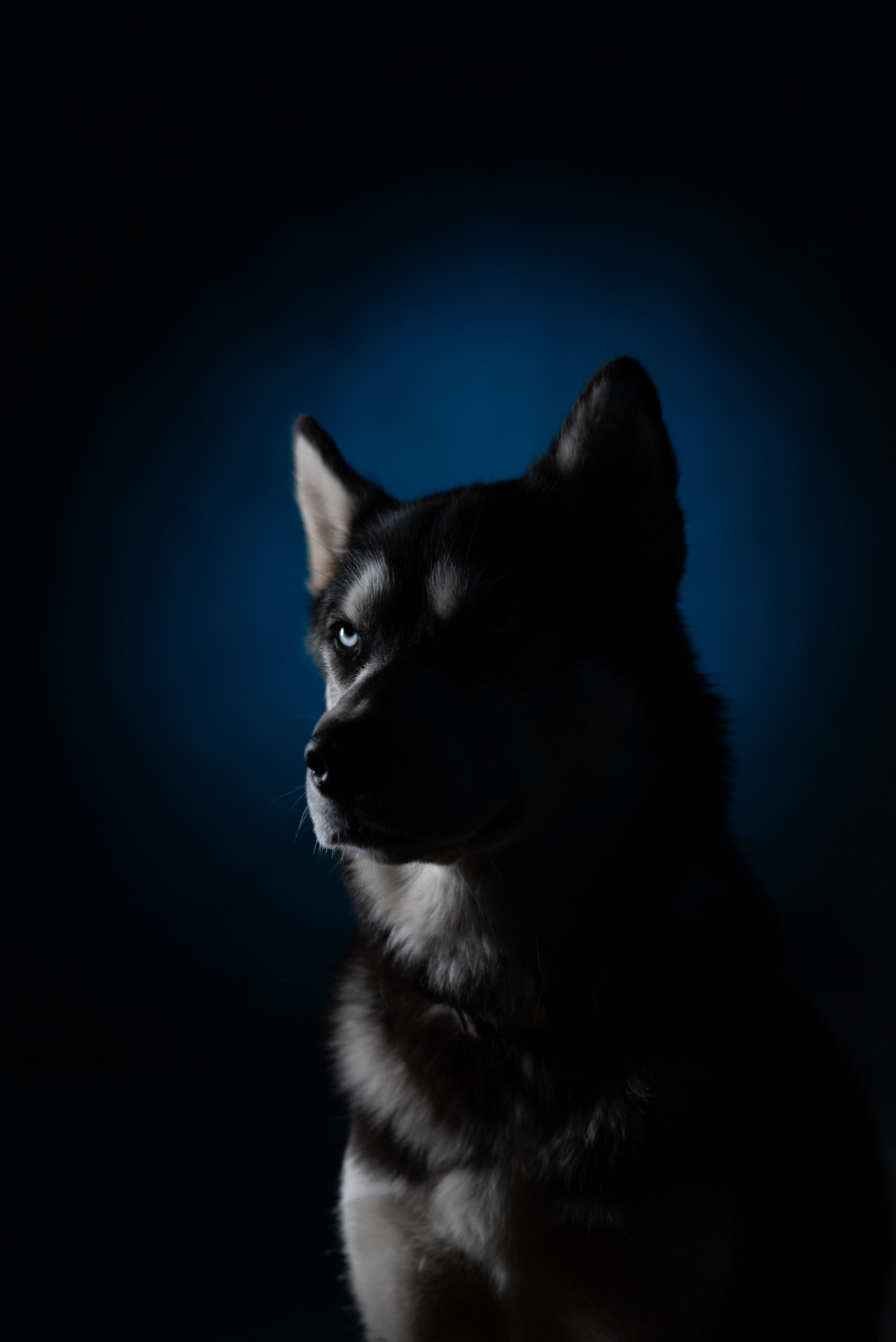 Dog Shadow Photos, Download The BEST Free Dog Shadow Stock Photos & HD ...