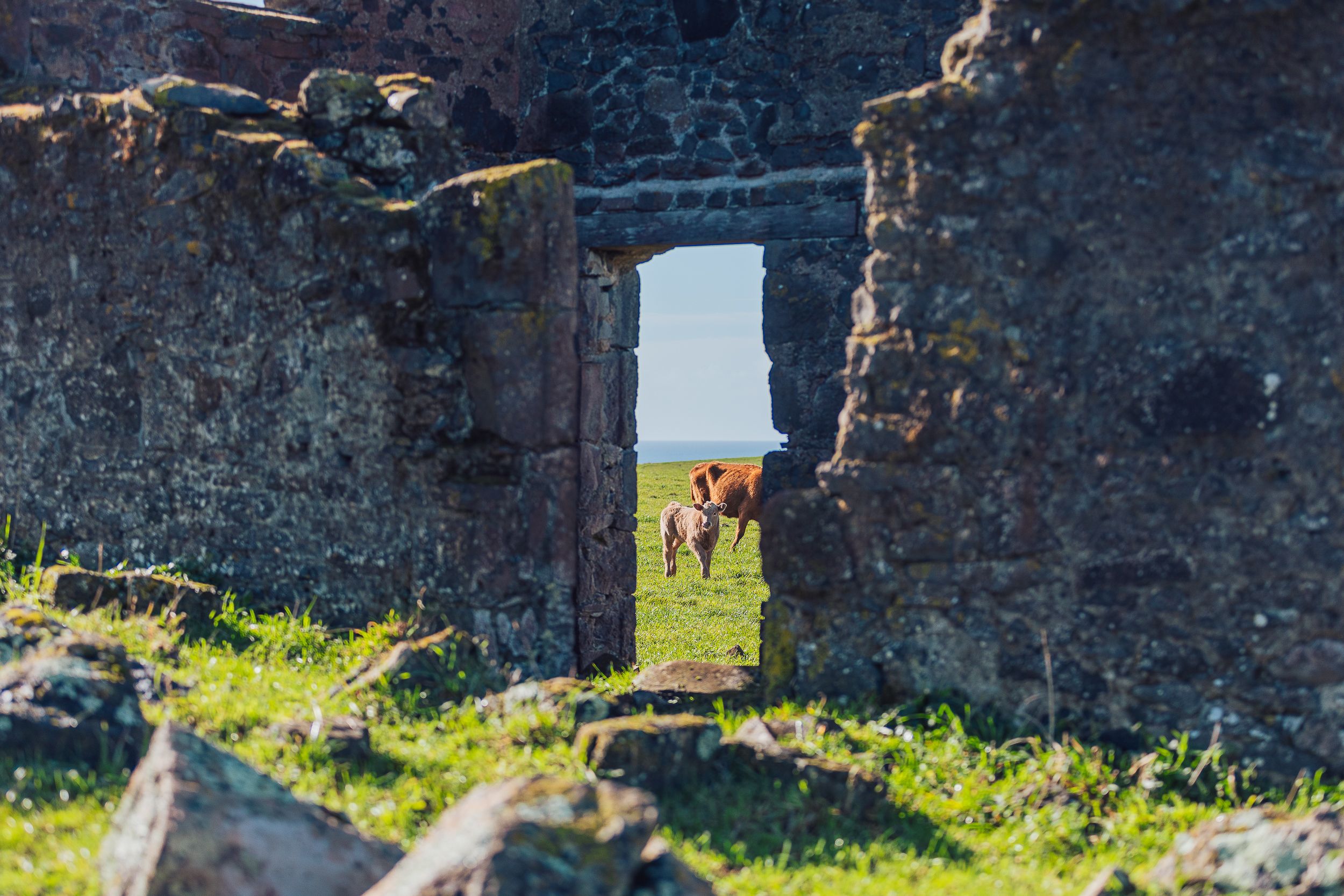 Cows Seen through Ruins · Free Stock Photo