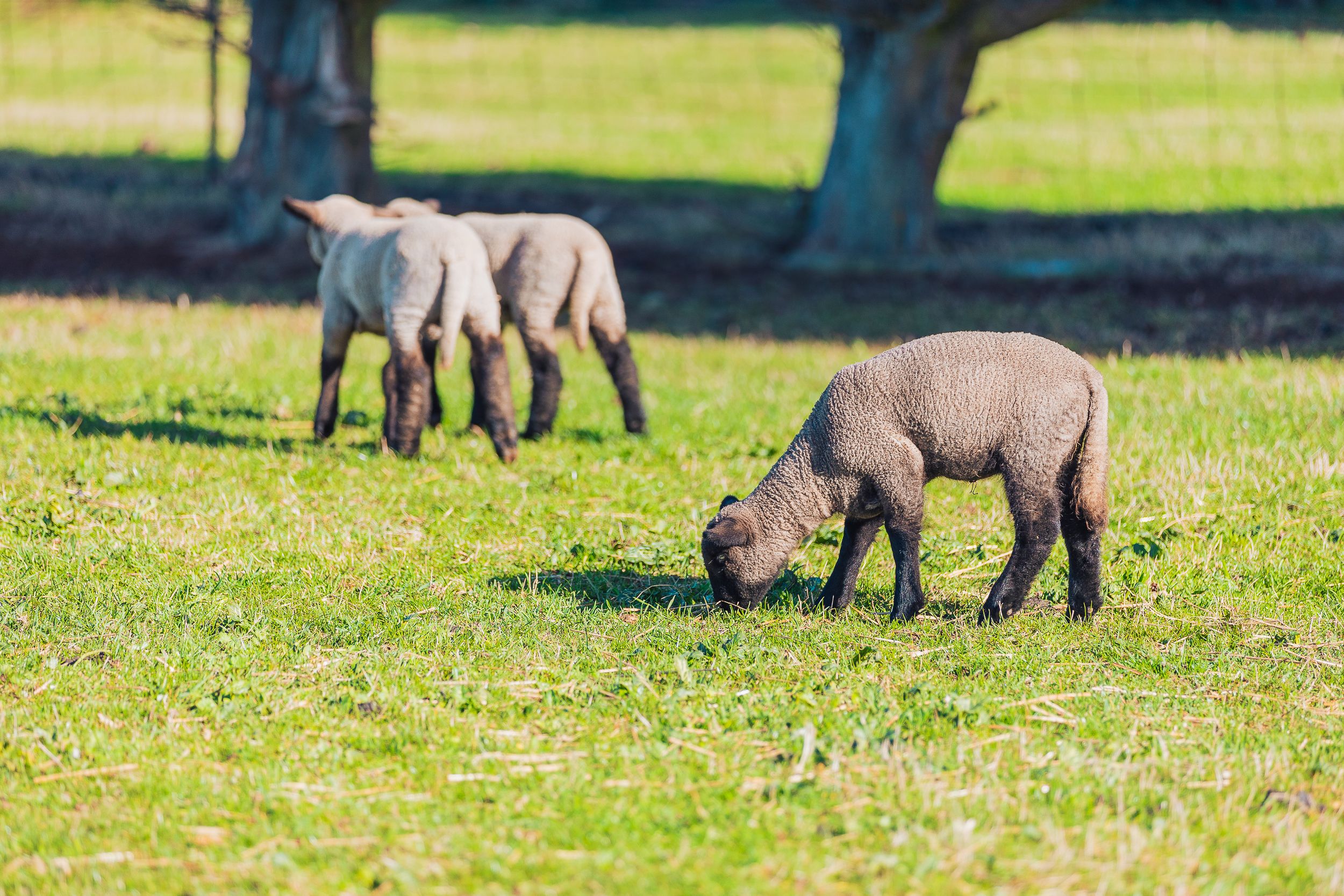 Безкоштовне стокове фото: nutstanley, ovis aries, австралія ...