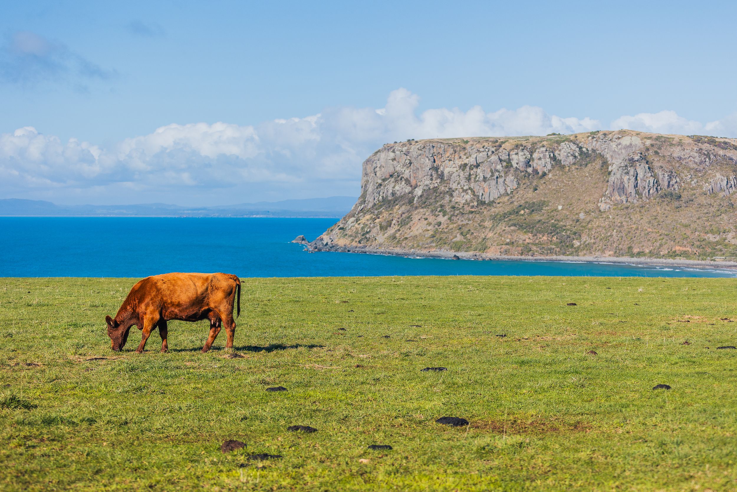 Cow on Sea Coast · Free Stock Photo