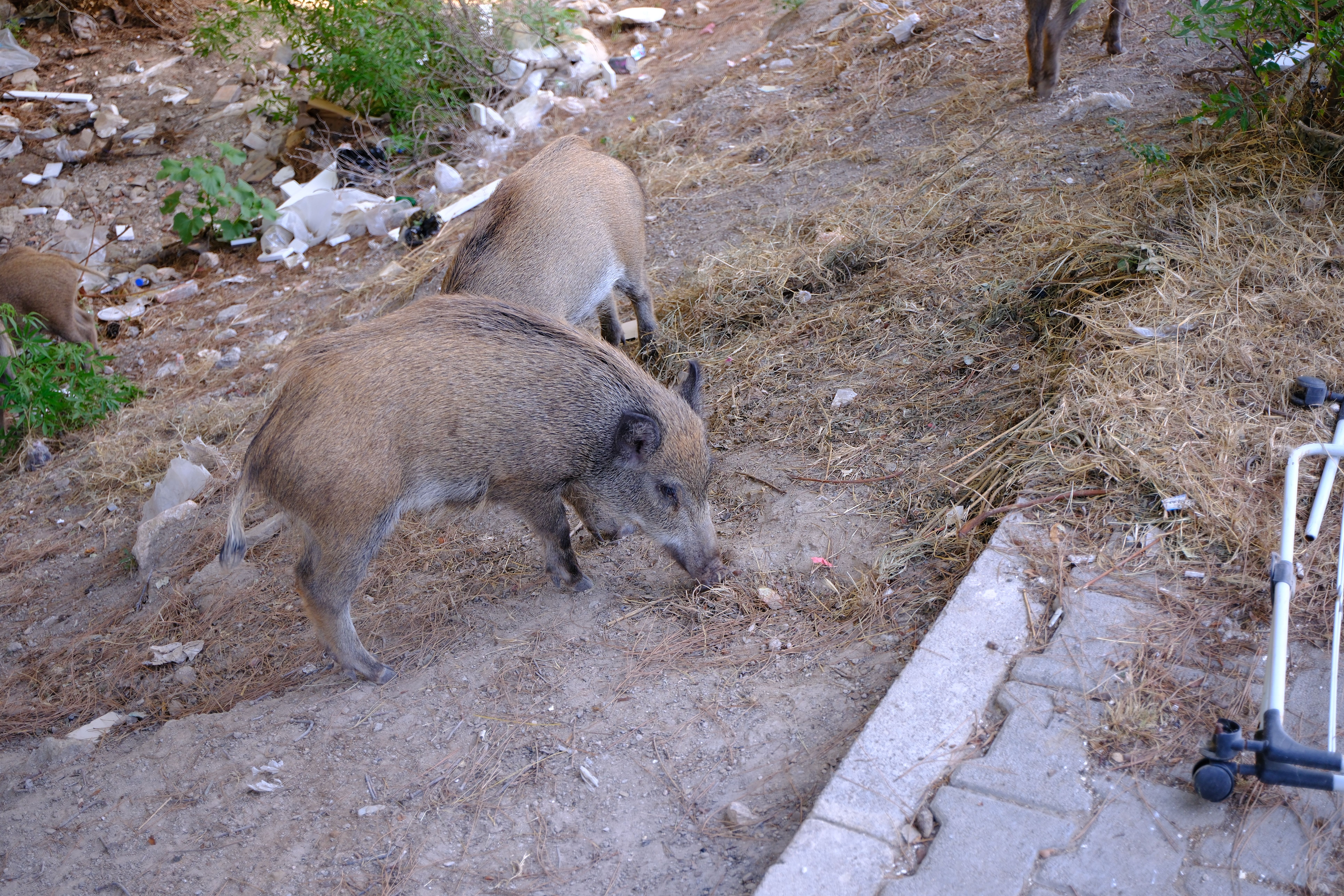 Piglets of Boars · Free Stock Photo
