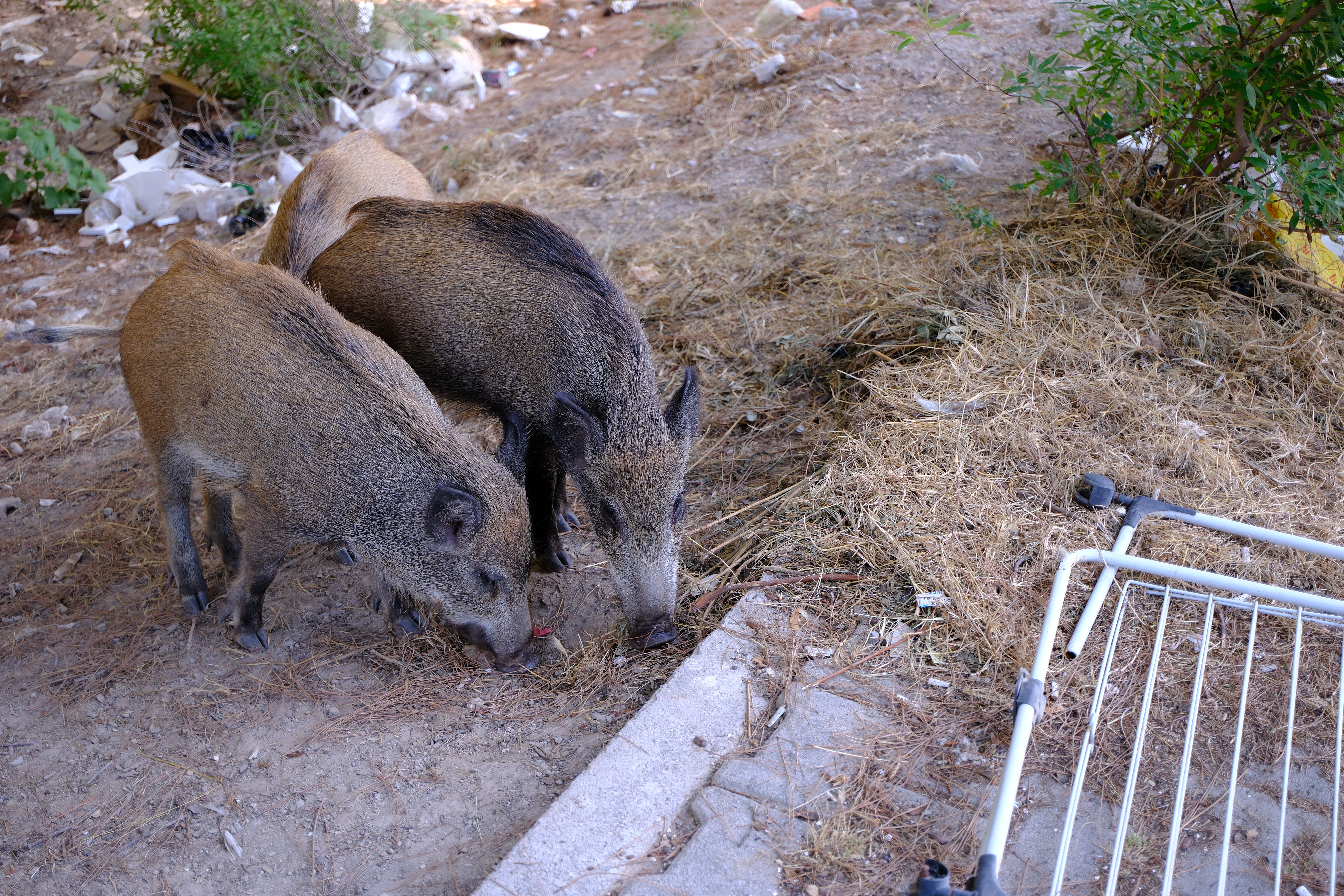 Two wild boars are eating grass in a field · Free Stock Photo