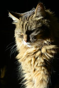 Free stock photos of cat face · Pexels